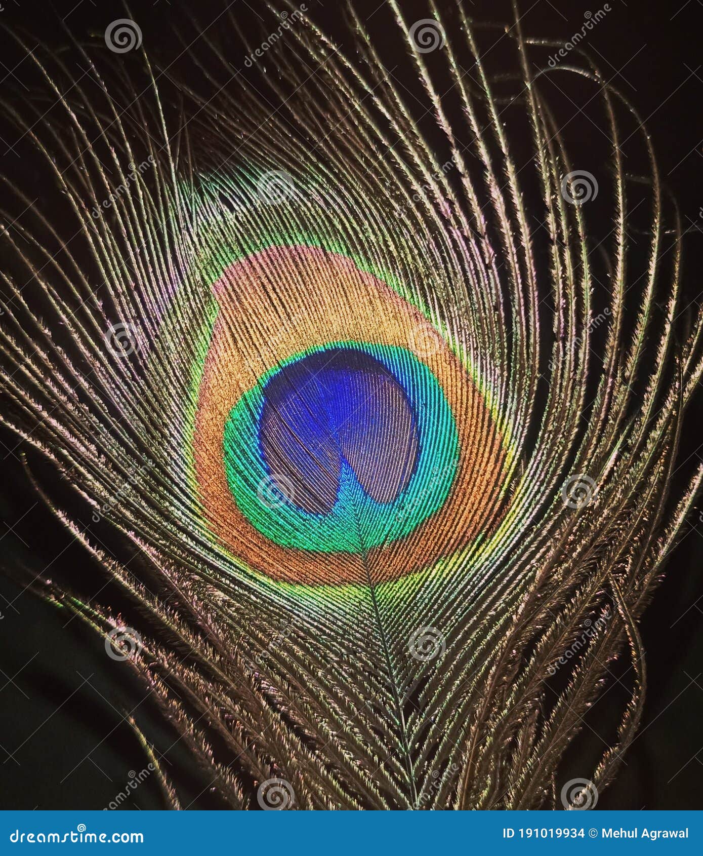 Beauty of feathers stock photo. Image of feat, peacock - 191019934