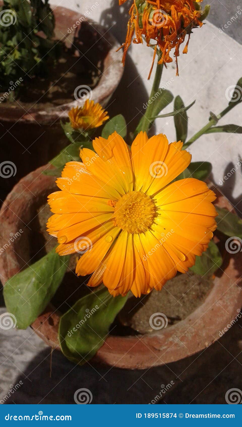 Beauty of the floura stock photo. Image of flowerbeauty - 189515874