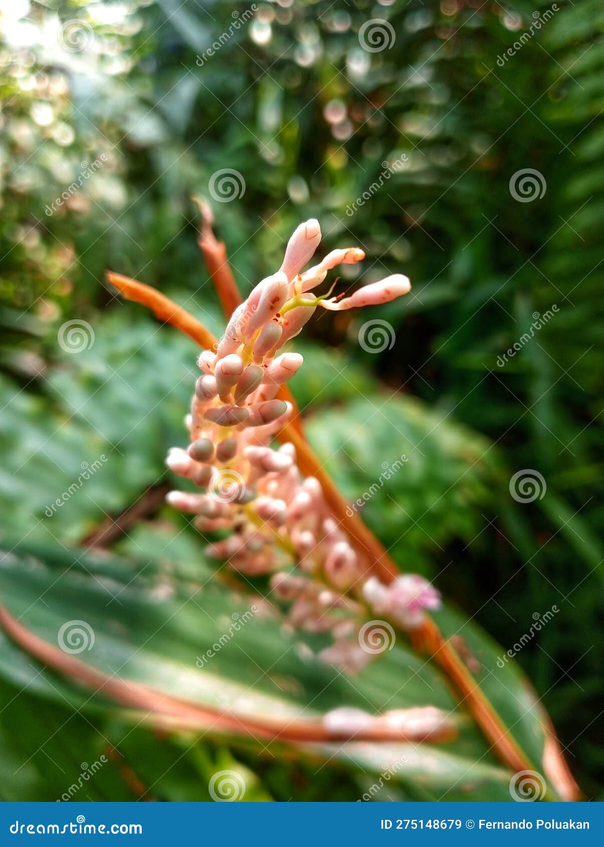 Beauty Flower Bud of Greater Galangal Stock Image - Image of gardening ...