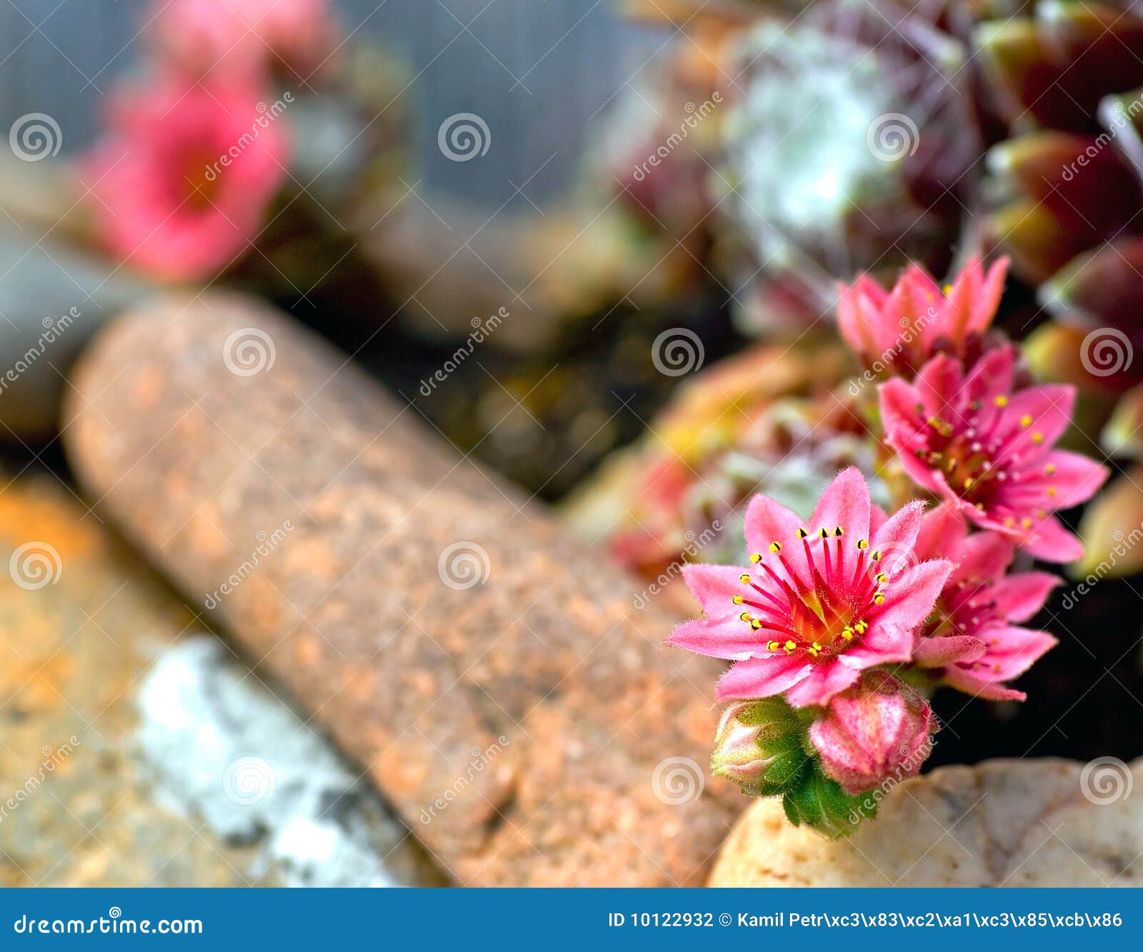 Beauty Flower of Cobweb Houseleek Stock Photo - Image of green, growing ...