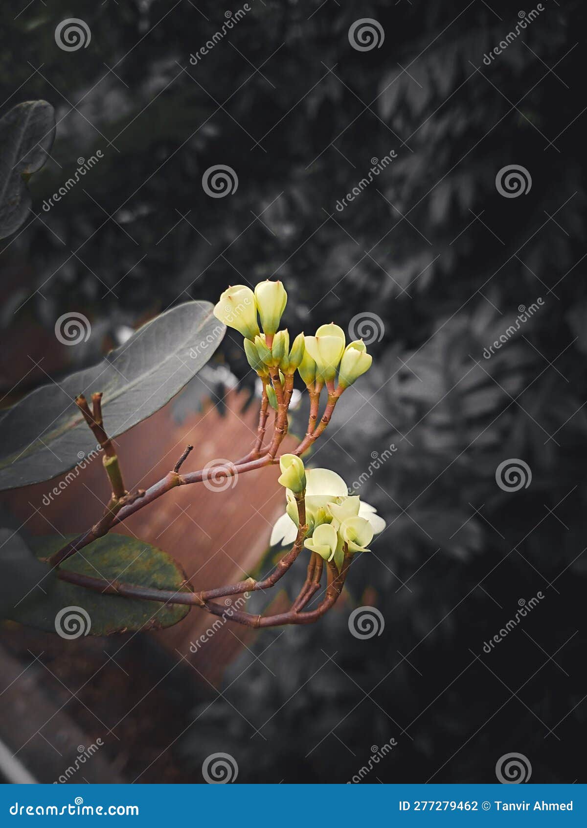Beauty of a Flower Depicting from a Different Angle Stock Photo - Image ...