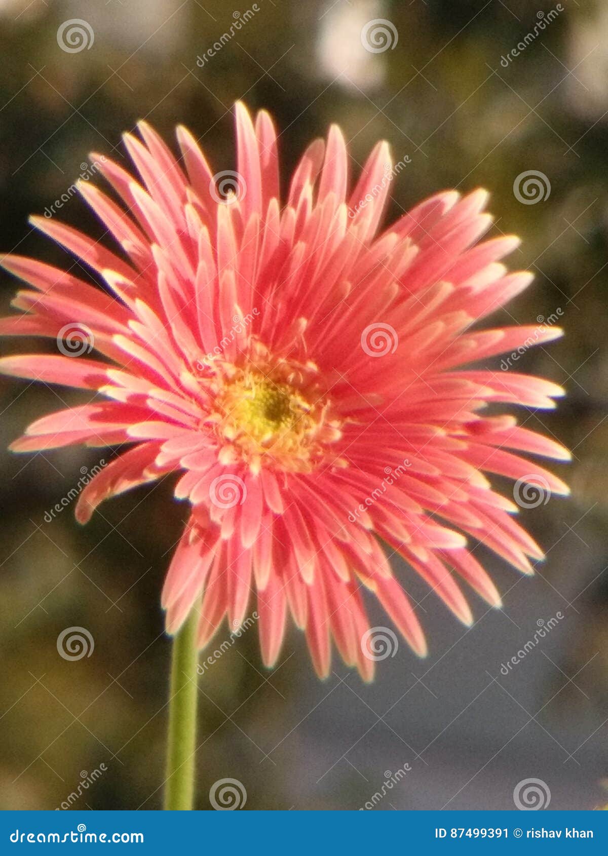 Beauty flower stock image. Image of facing, beauty, flower - 87499391