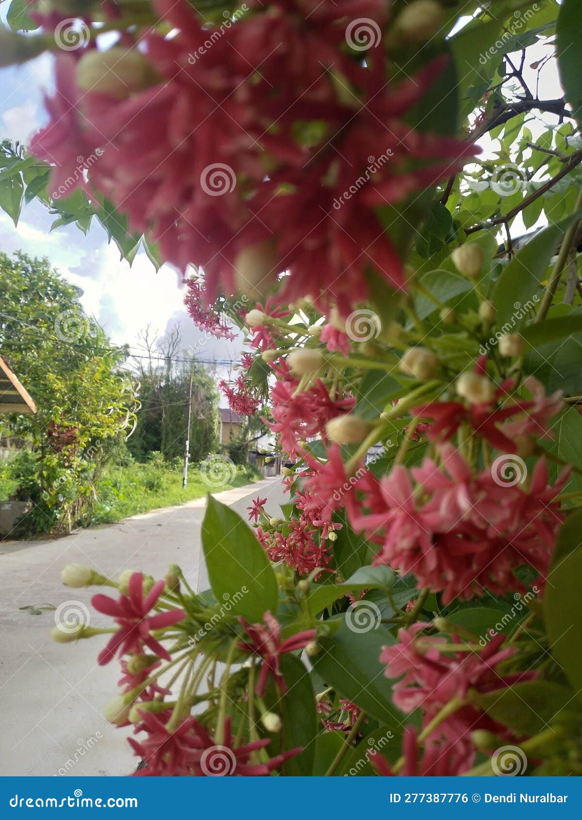 The Beauty of Flower Plants Street Tree Stock Photo - Image of plants ...