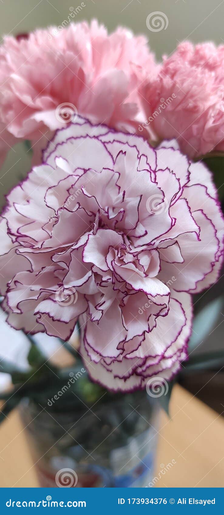 Beauty of Flowers and Roses Doha Stock Photo - Image of camelnarab ...