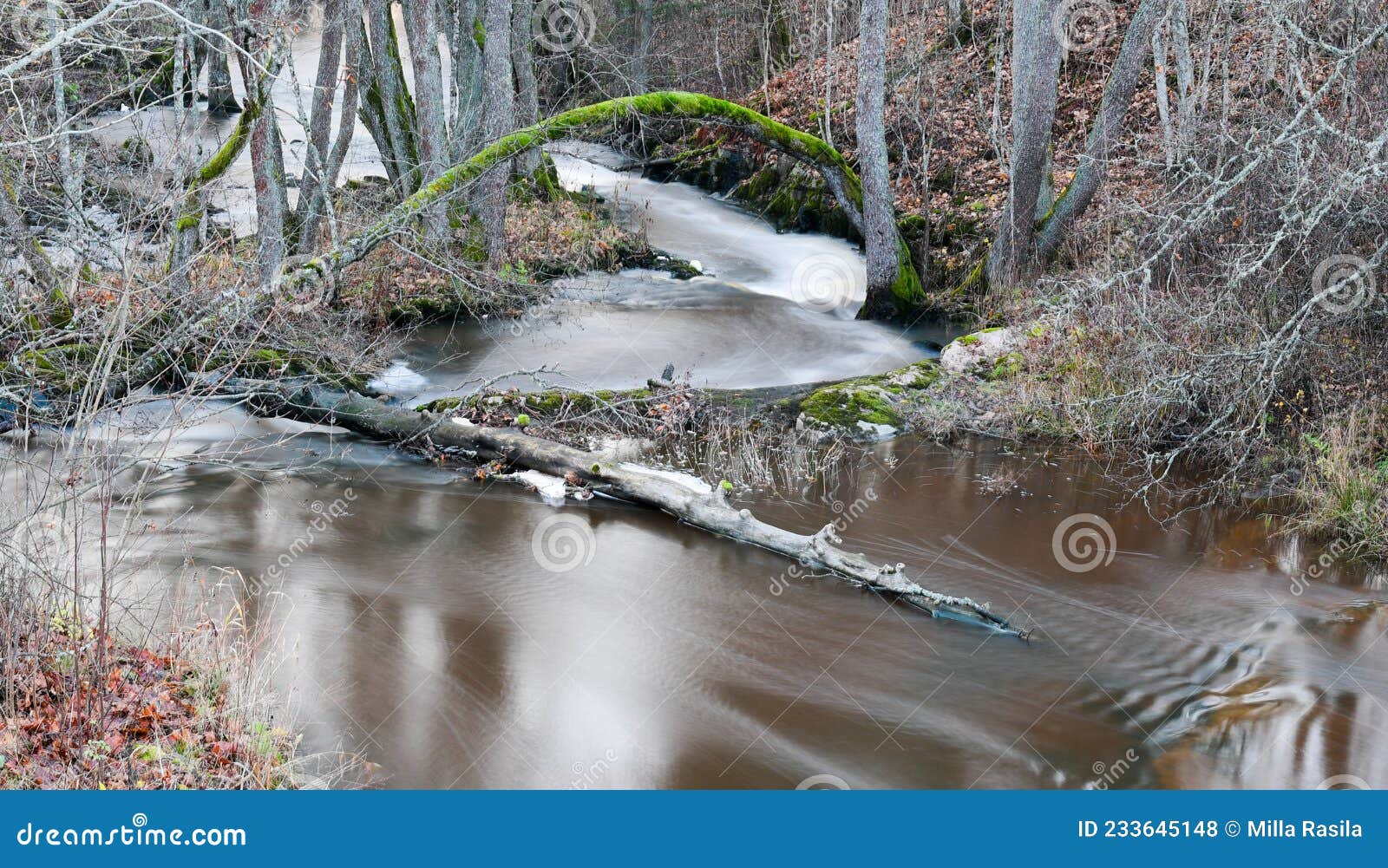 Beauty of Flowing River through Forest Stock Photo - Image of trees ...