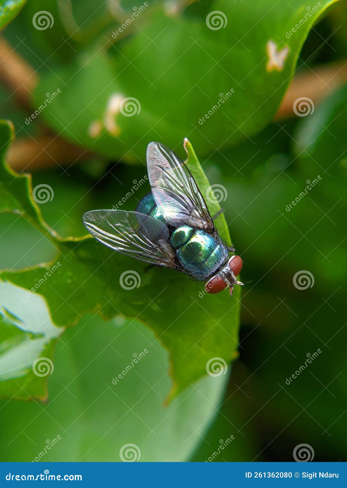 The Beauty of a Fly Perched on a Leaf Stock Photo - Image of perched ...