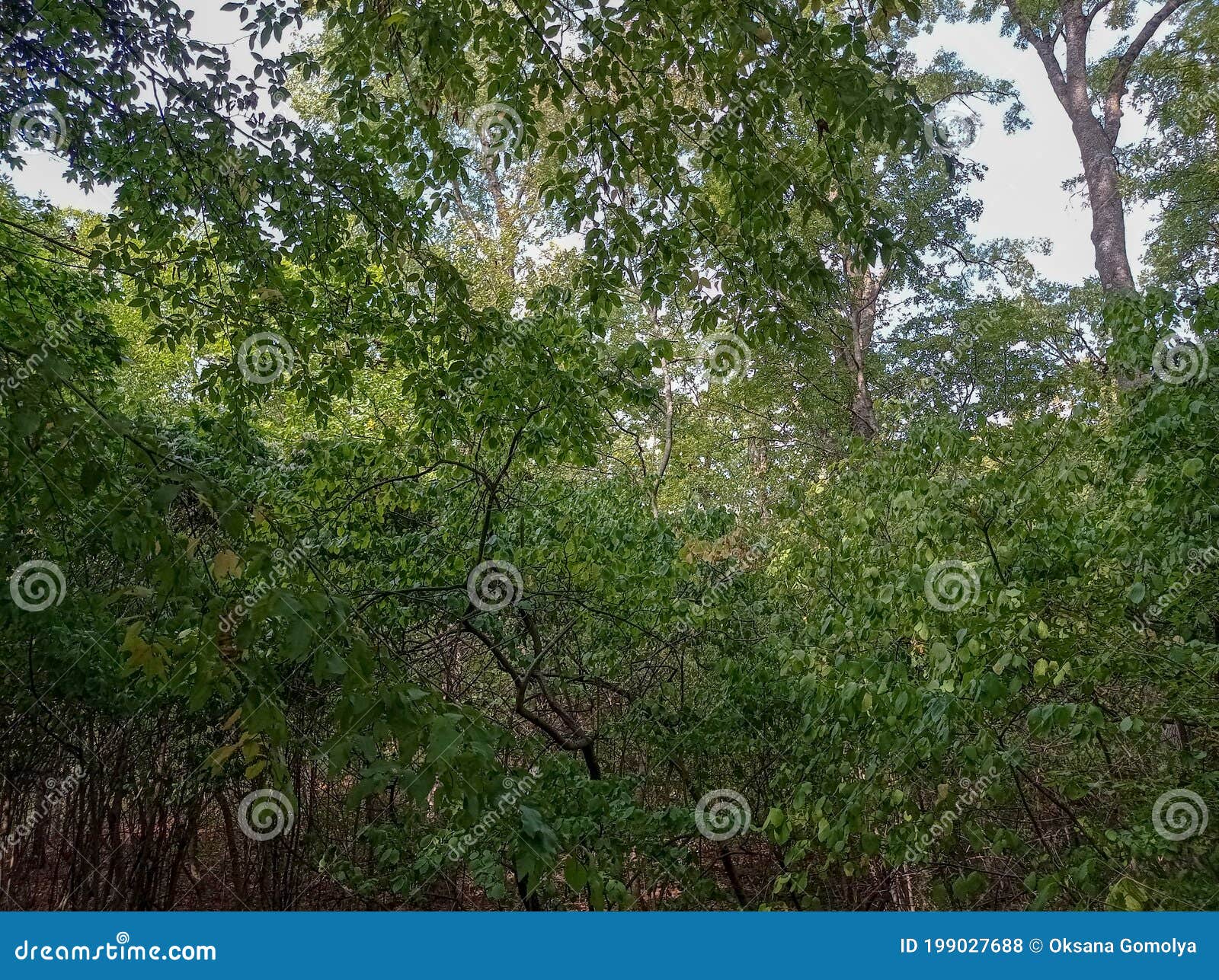 Beauty of the Forest. Lots of Trees and Shrubs Stock Photo - Image of ...