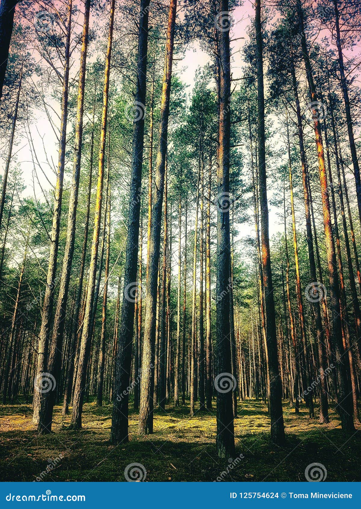 Beauty in the forest stock photo. Image of pink, europeanpineforest ...