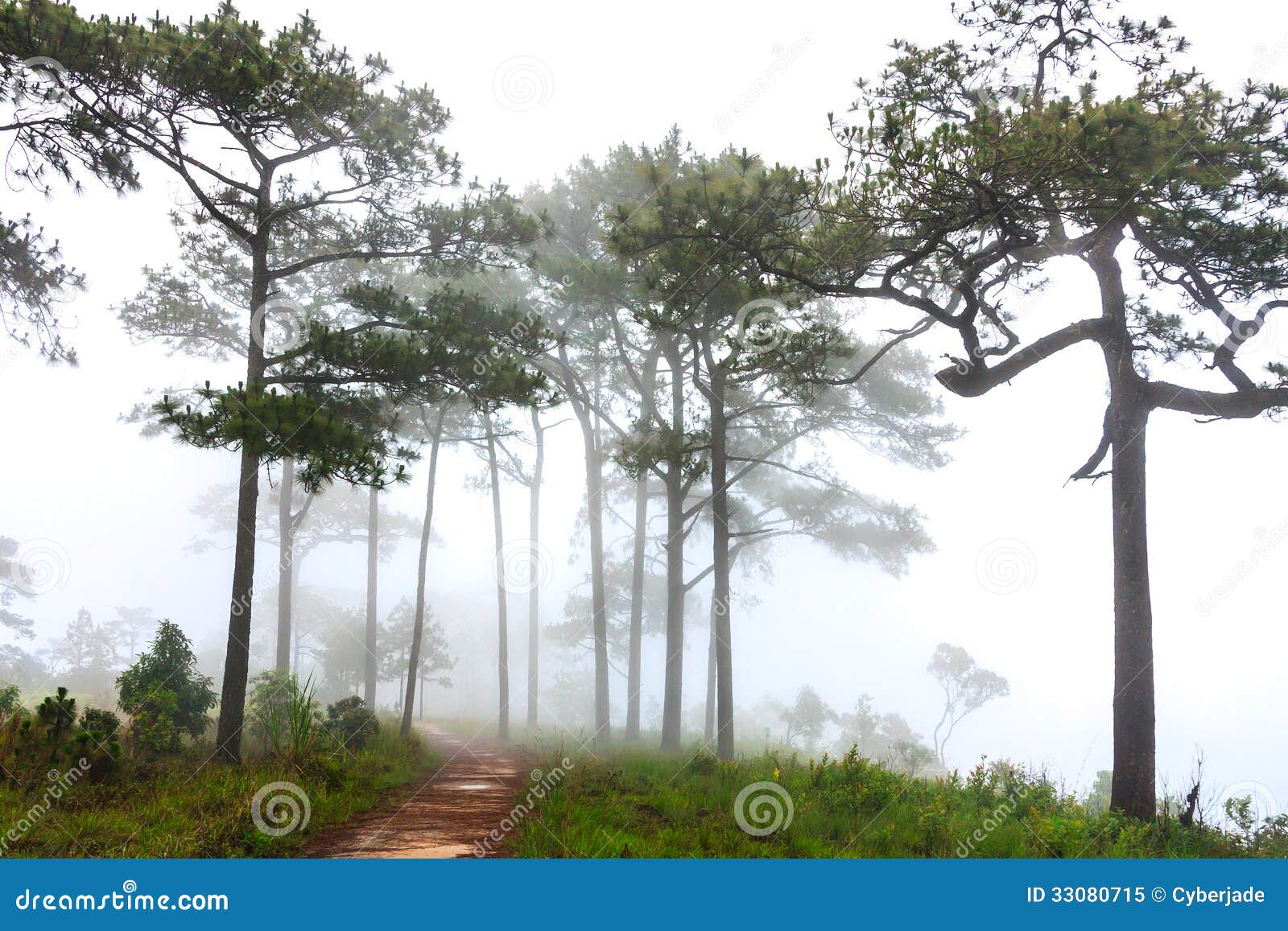 Beauty forest stock image. Image of beautiful, forest - 33080715