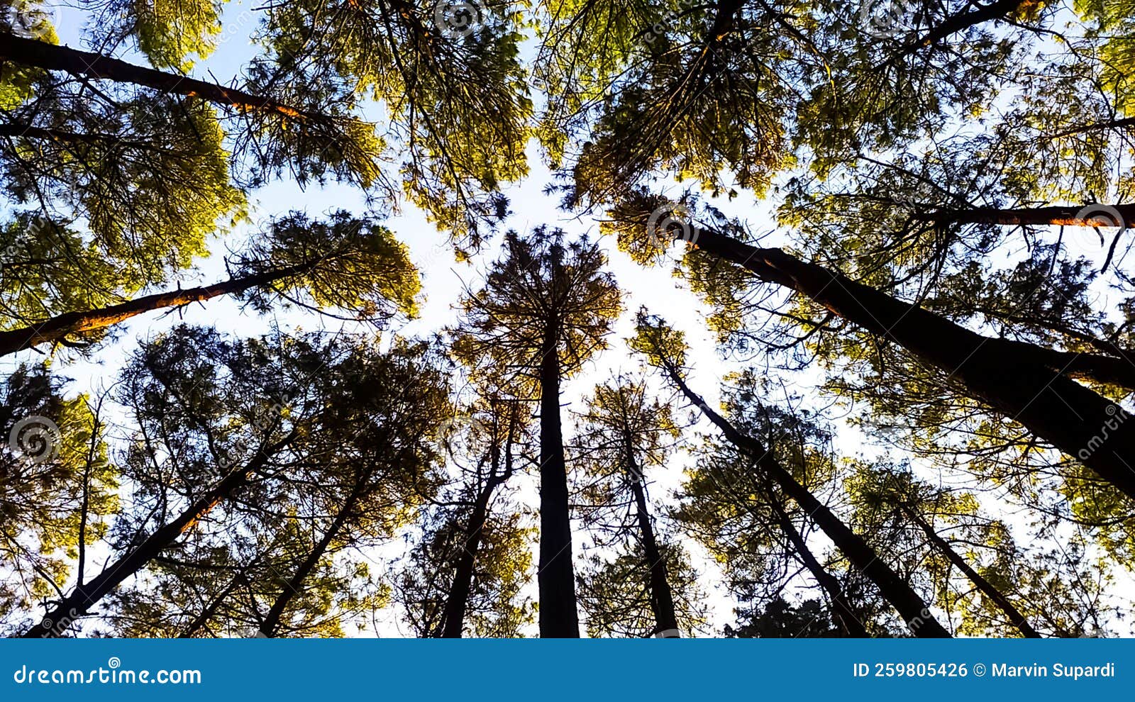 Beauty of Forest Taken from Bottom View Angle. Stock Photo - Image of ...