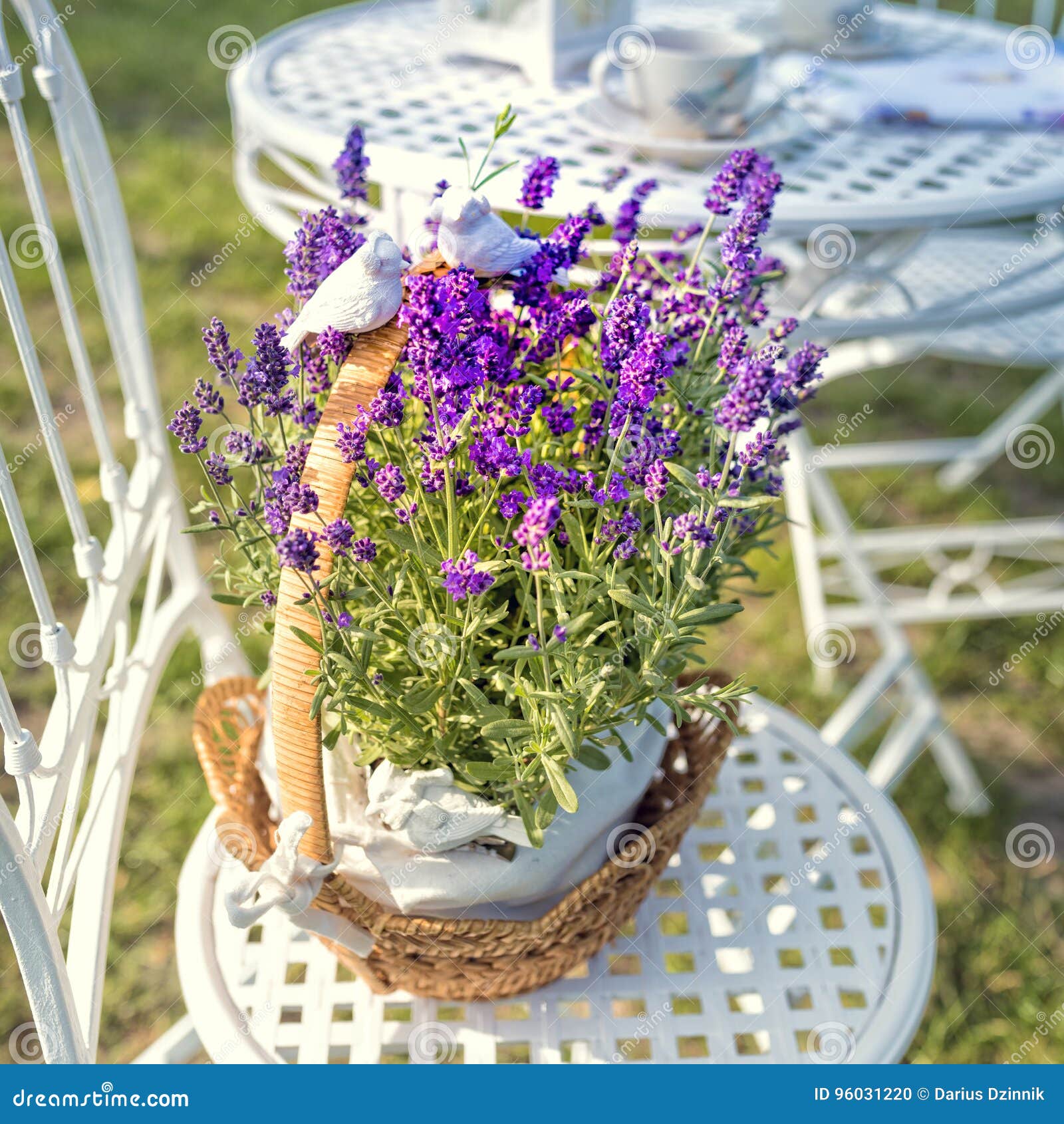 Beauty and Fresh Lavender in the Flower Pot Stock Photo - Image of ...