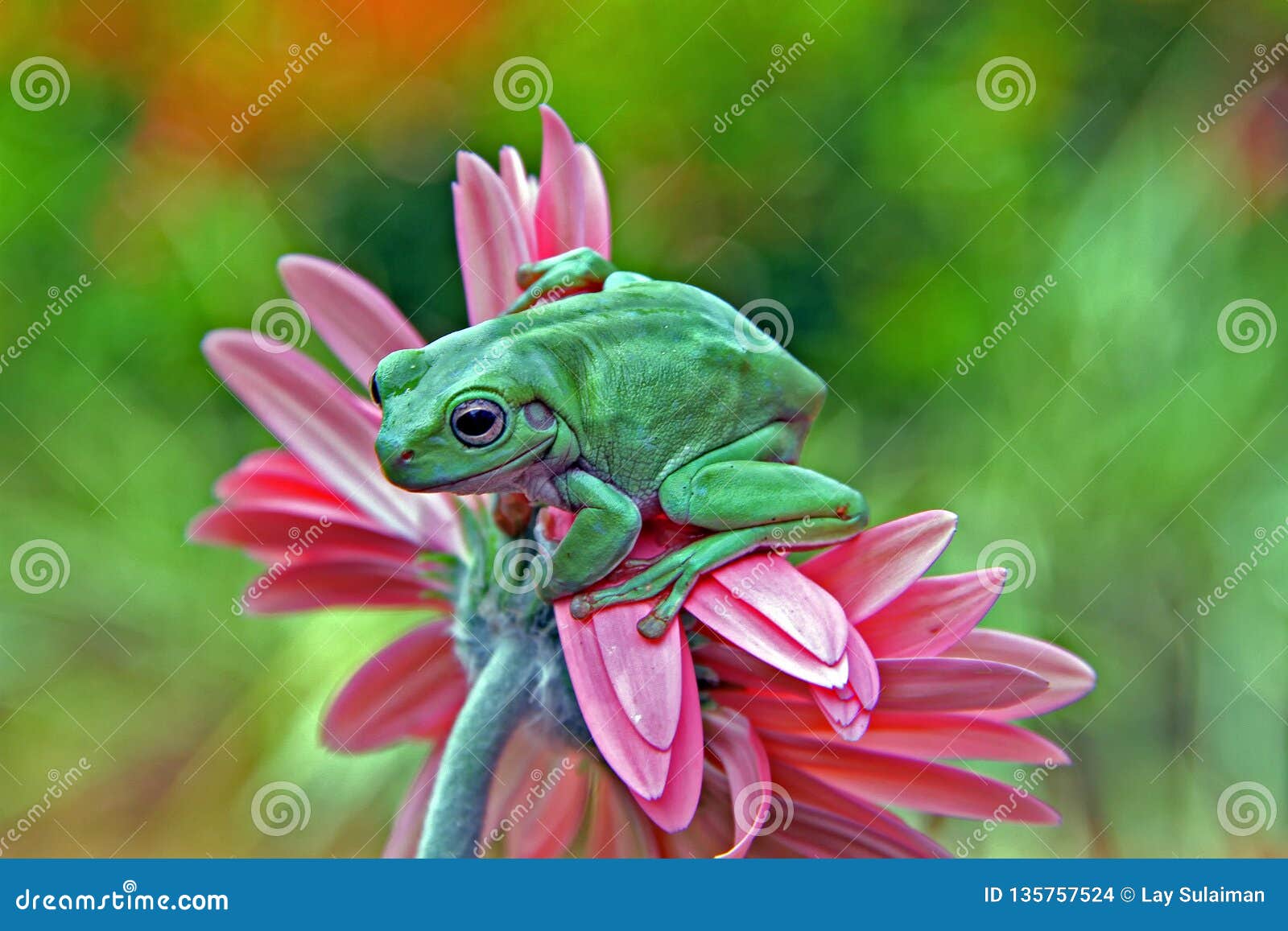 The Beauty Frog stock photo. Image of beauty, pink, indonesia - 135757524