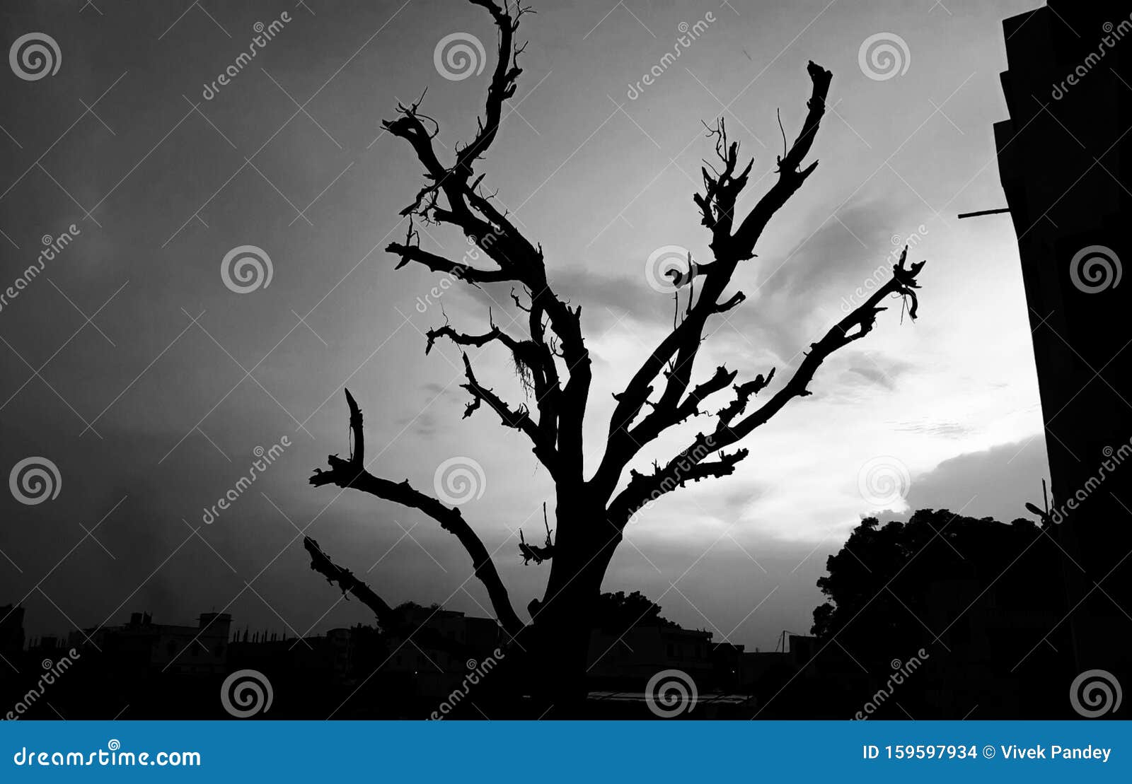 Beauty full Dark Tree stock photo. Image of tree, beauty - 159597934