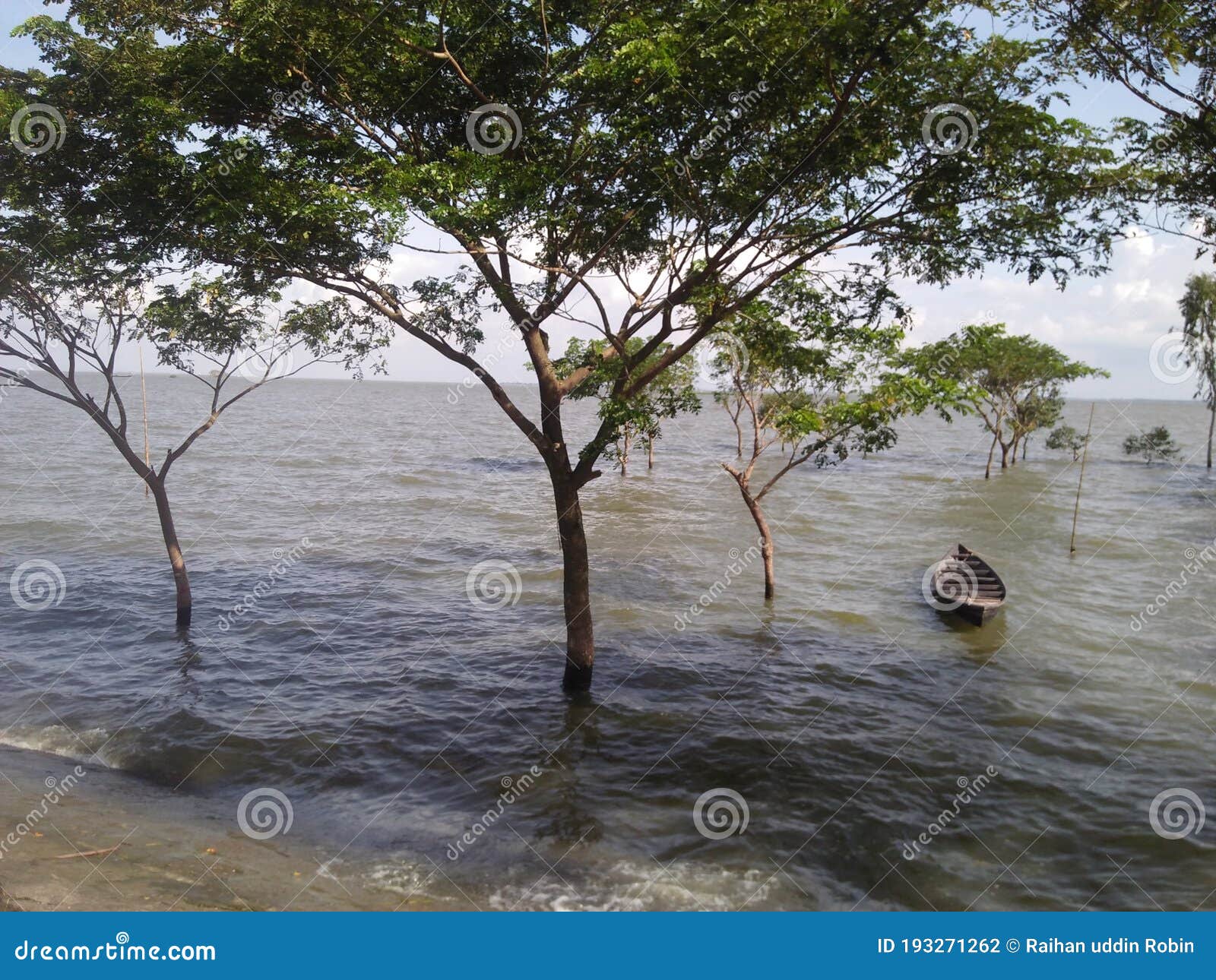 Beauty full tree in river stock photo. Image of rivar - 193271262