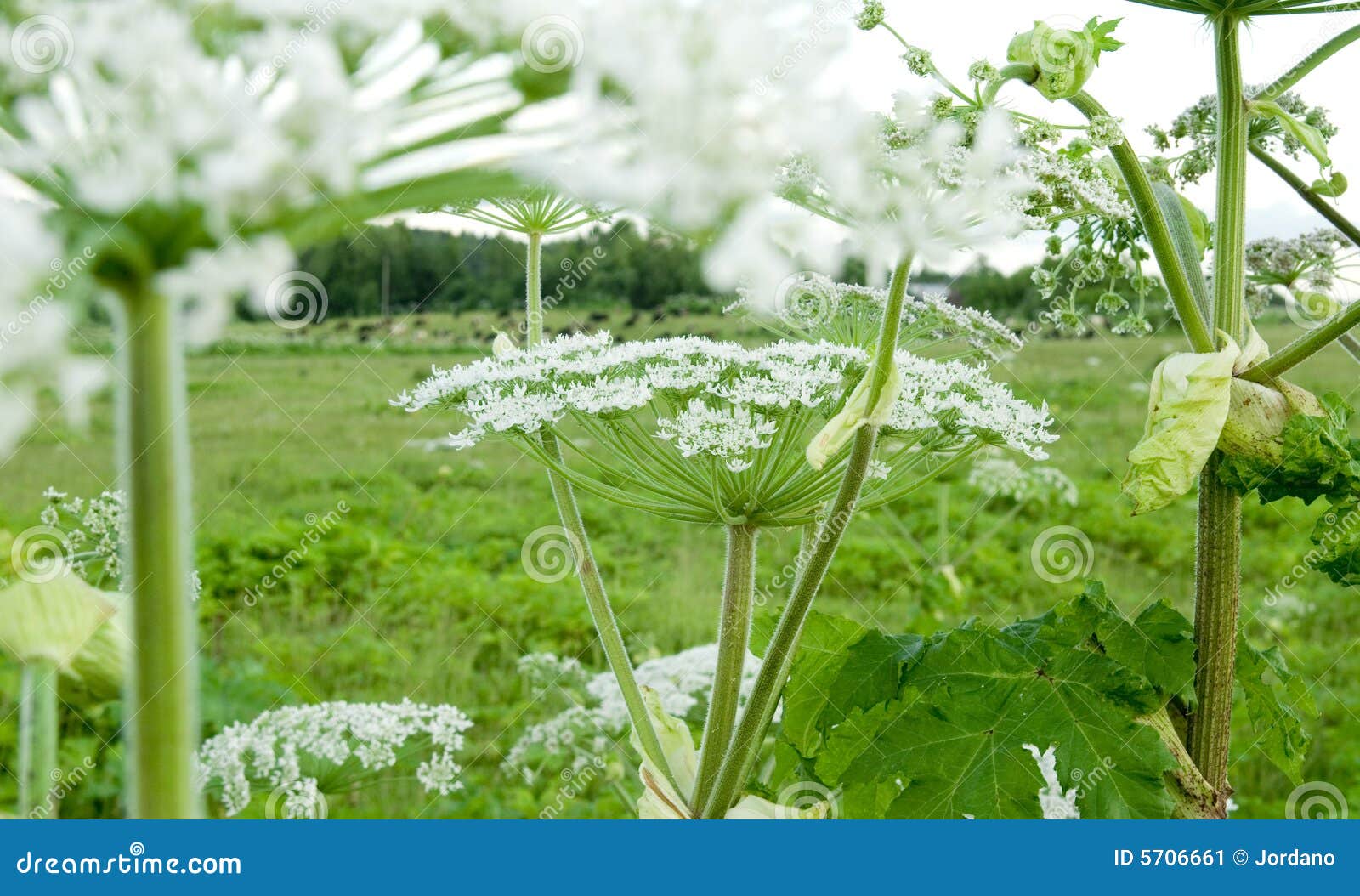 Beauty Of The Garden With Texas Ranger Plants Or Texas Sage Or ...