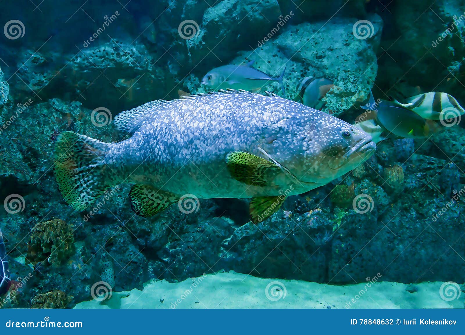 Beauty giant grouper fish stock photo. Image of colorful - 78848632