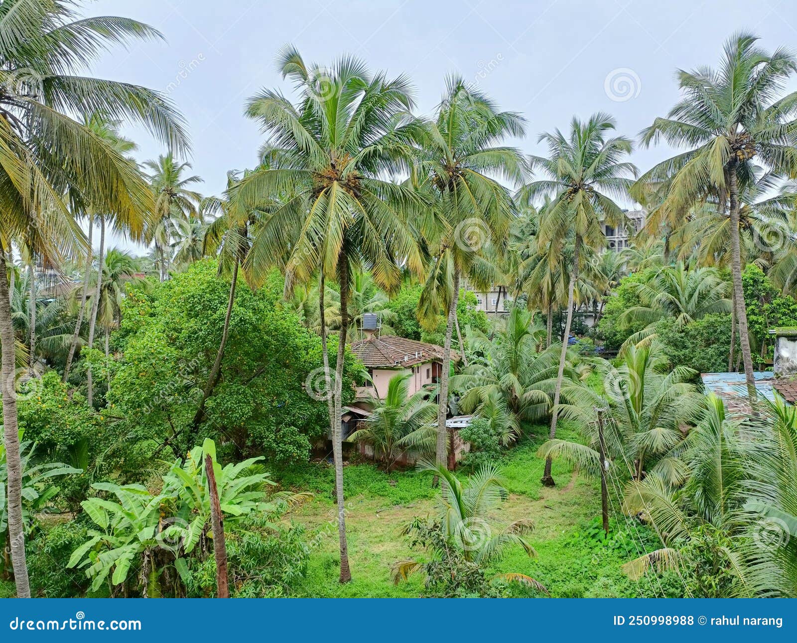 The Beauty of Goa with the Lush Green Trees and Undergrowth, really a ...