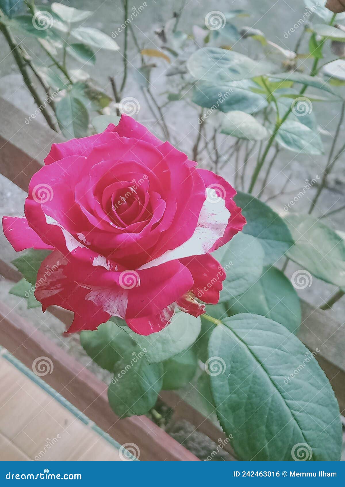 The Beauty of God S Creation Stock Photo - Image of beauty, creation ...