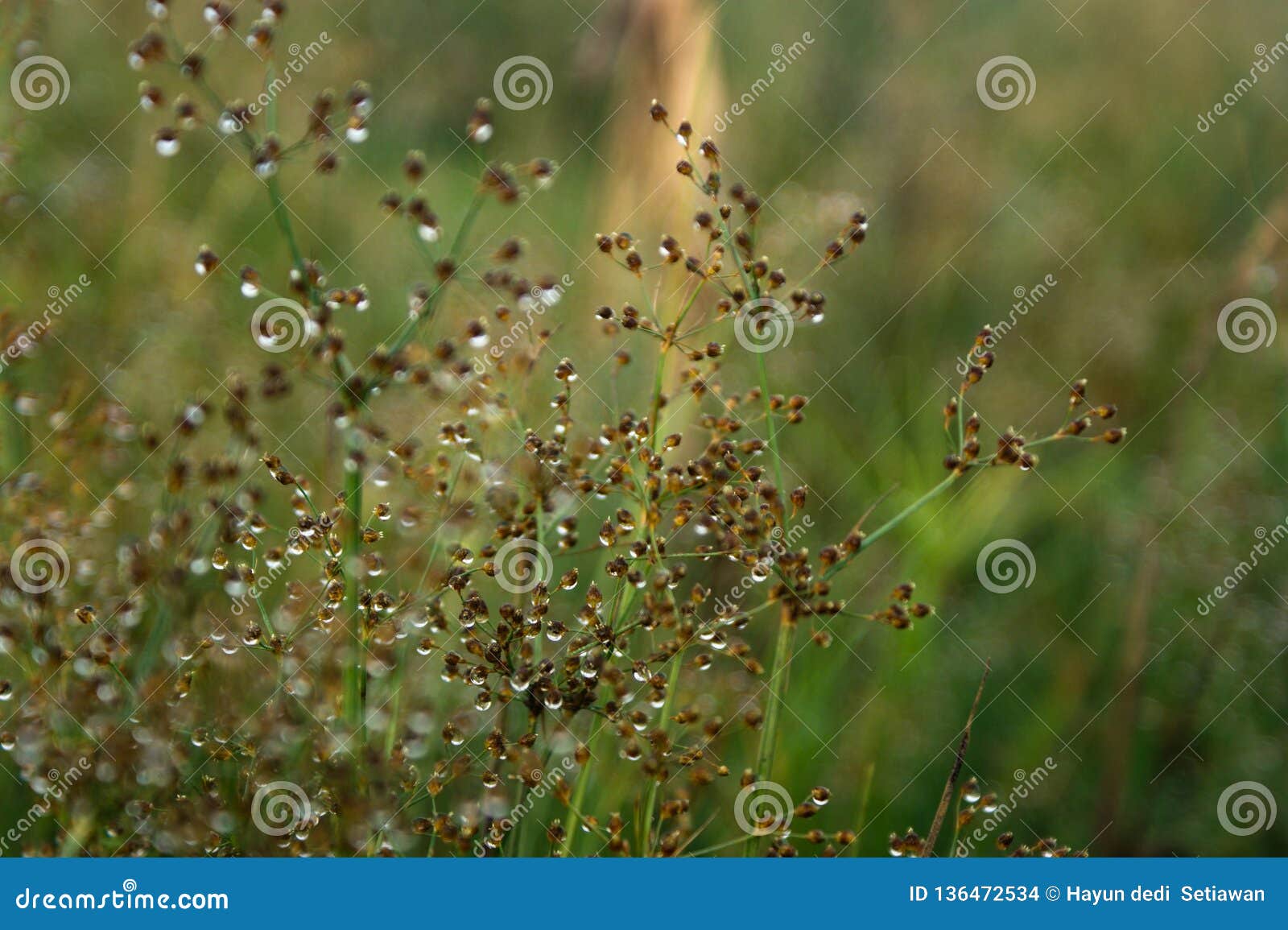 Grass garden stock photo. Image of beauty, garden, grass - 136472534