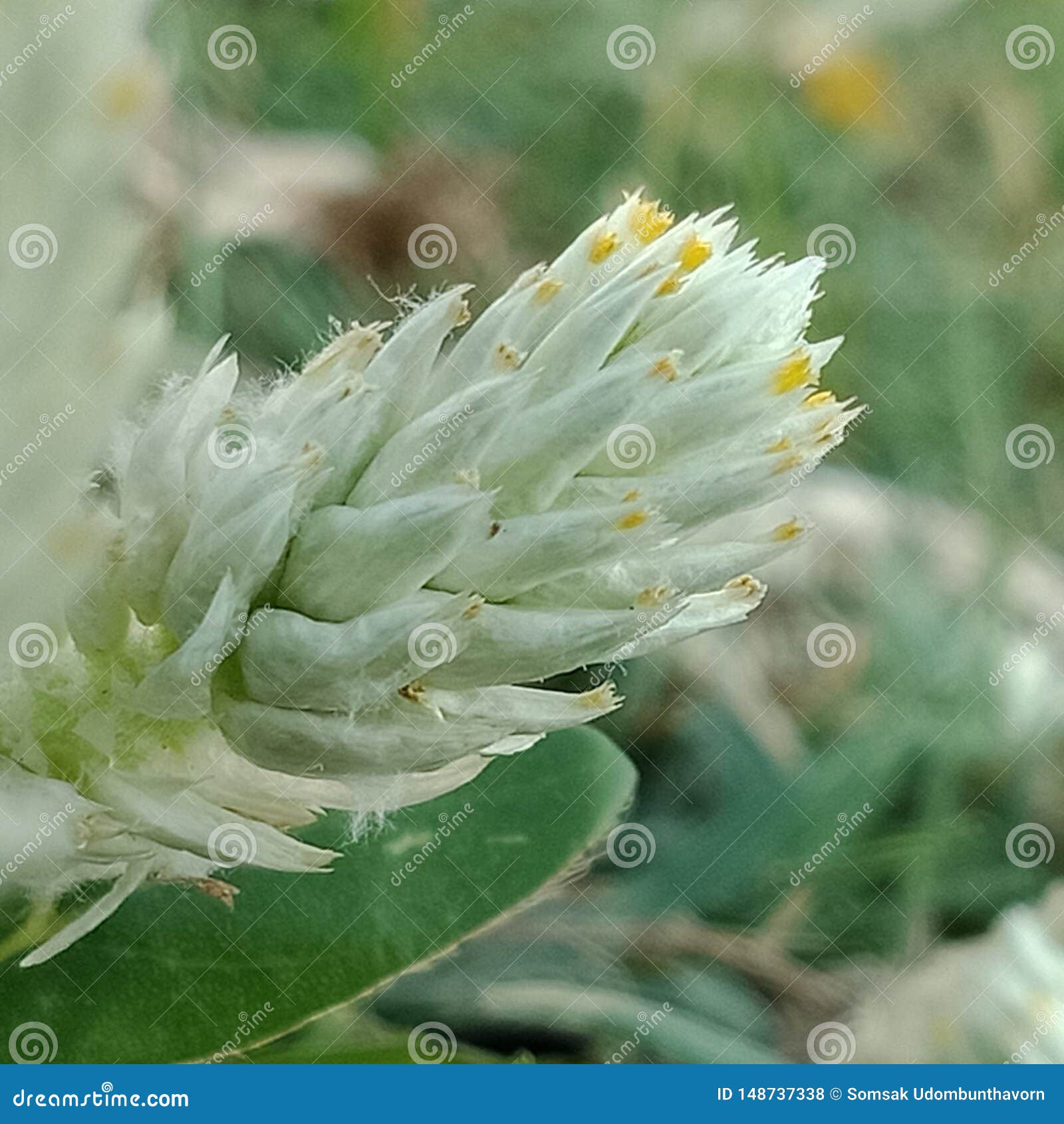 Beauty on the grass stock photo. Image of grass, beauty - 148737338