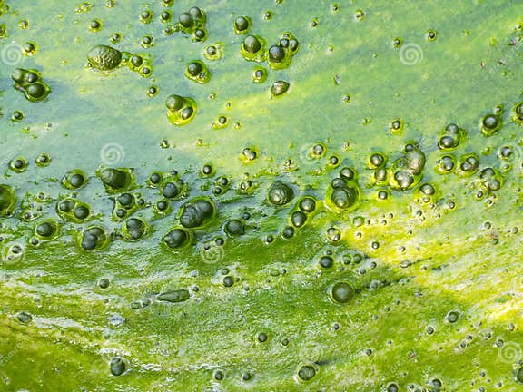 The Beauty Of The Green Algae In The Pond Stock Image Image Of Autumn Leaf 255452979