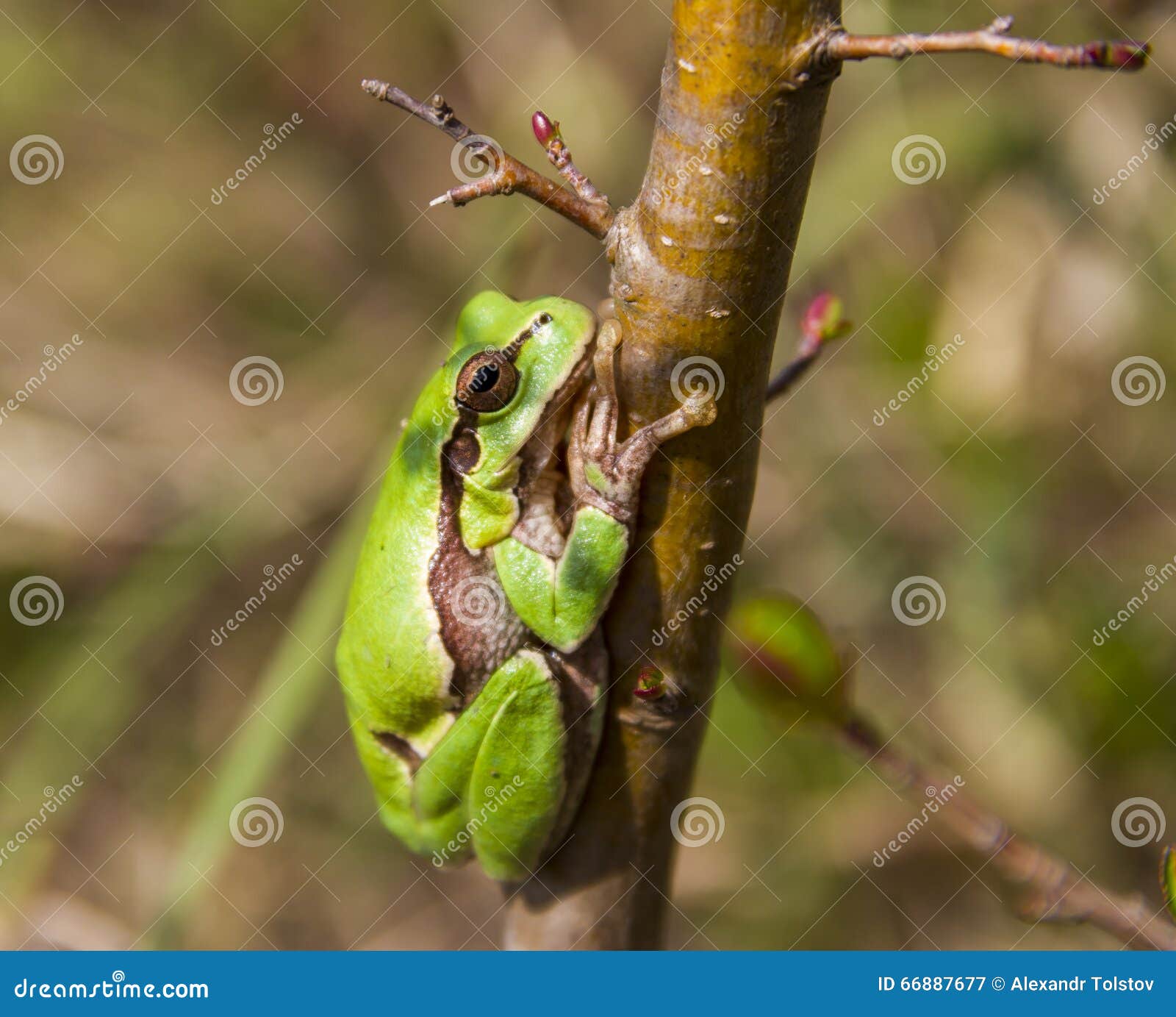 Beauty Green Frog on a Branch Stock Image - Image of blackberry, animal ...
