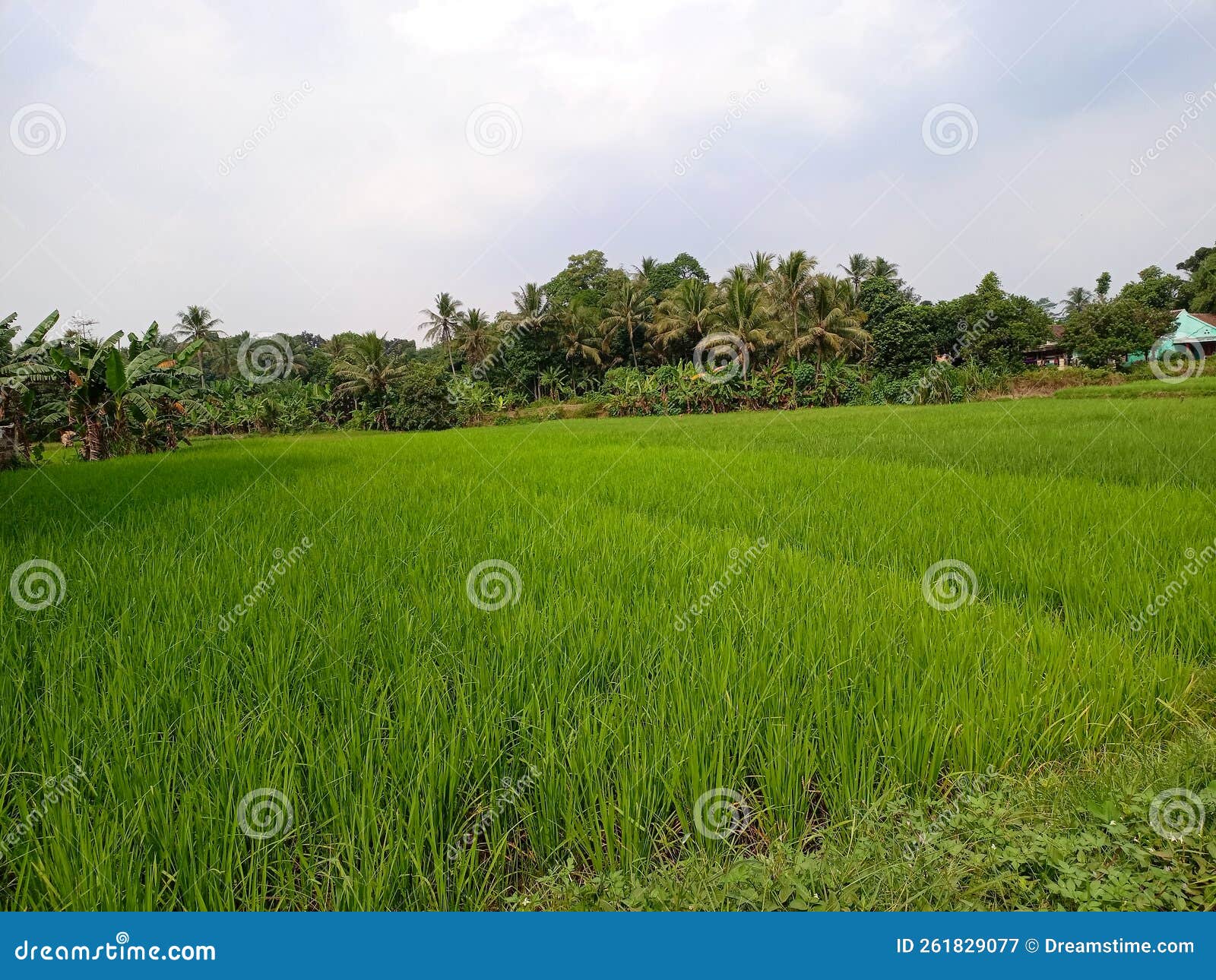 Beauty Green Paddy stock image. Image of beauty, landscape - 261829077