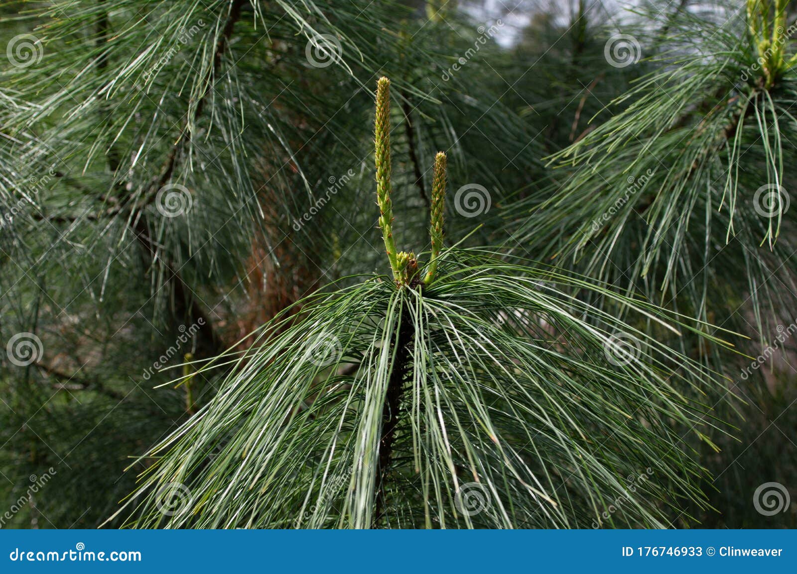 Pine Needles on Pine Tree stock image. Image of plant - 176746933