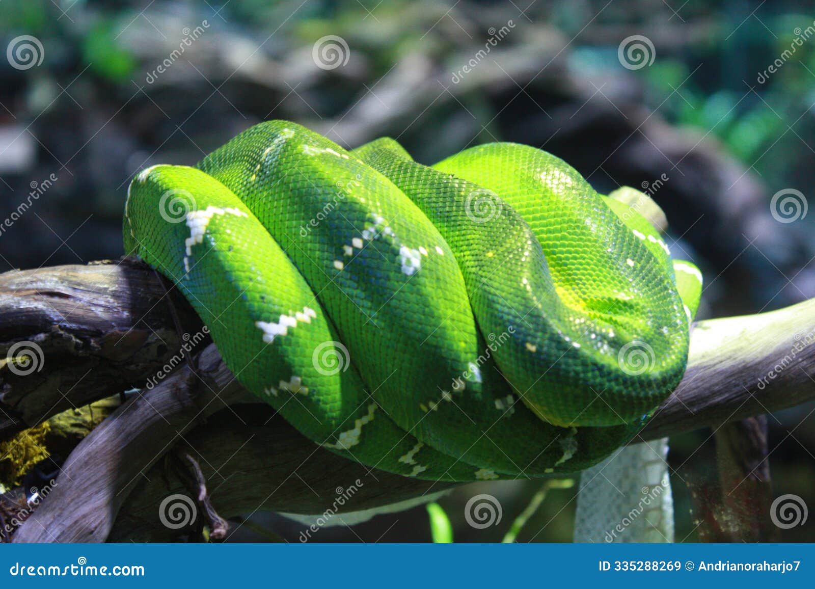 Beauty Green Snake in the Tree Stock Image - Image of beautygreen ...