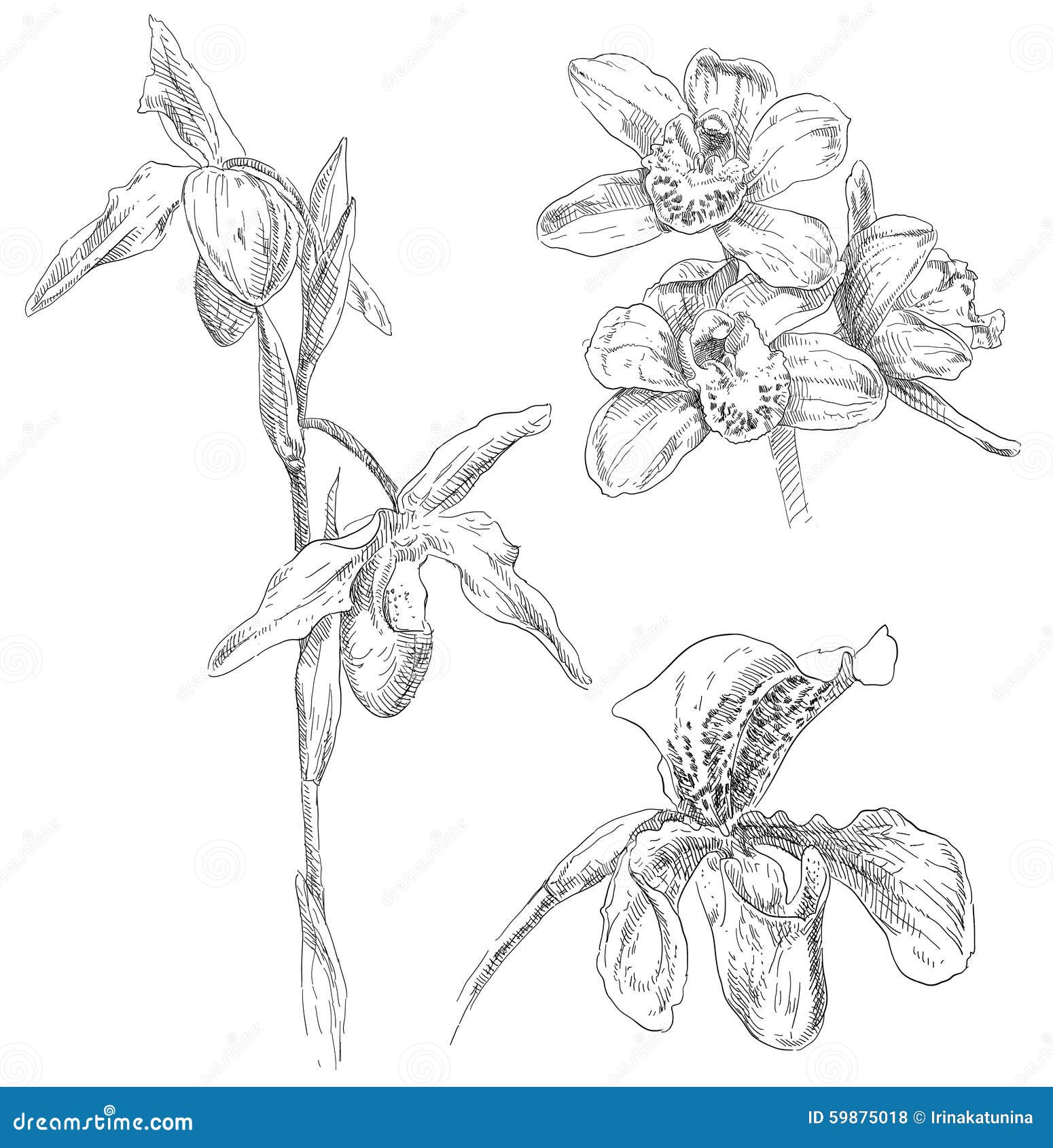 Beauty Hand Drawn Orhid Flowers Stock Vector - Illustration of ...