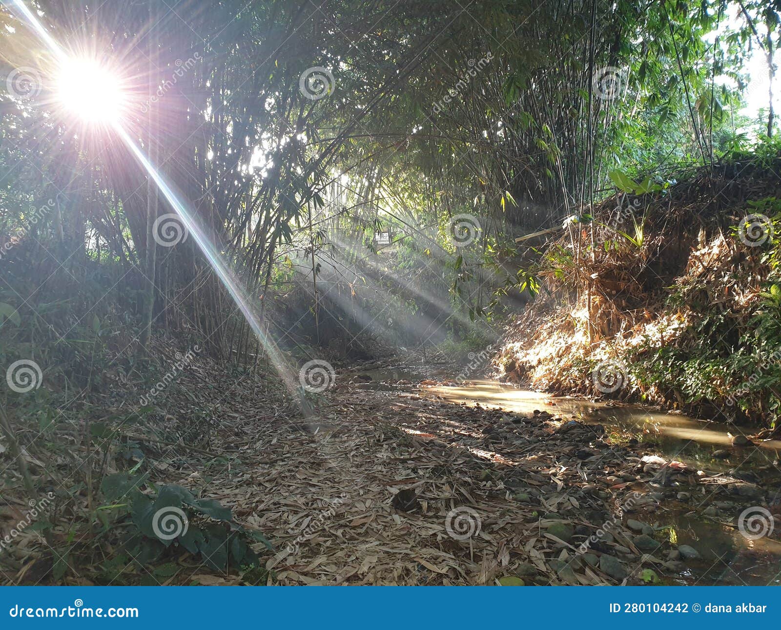 The Beauty that Happens in the Forest is when the Sun Shines through ...