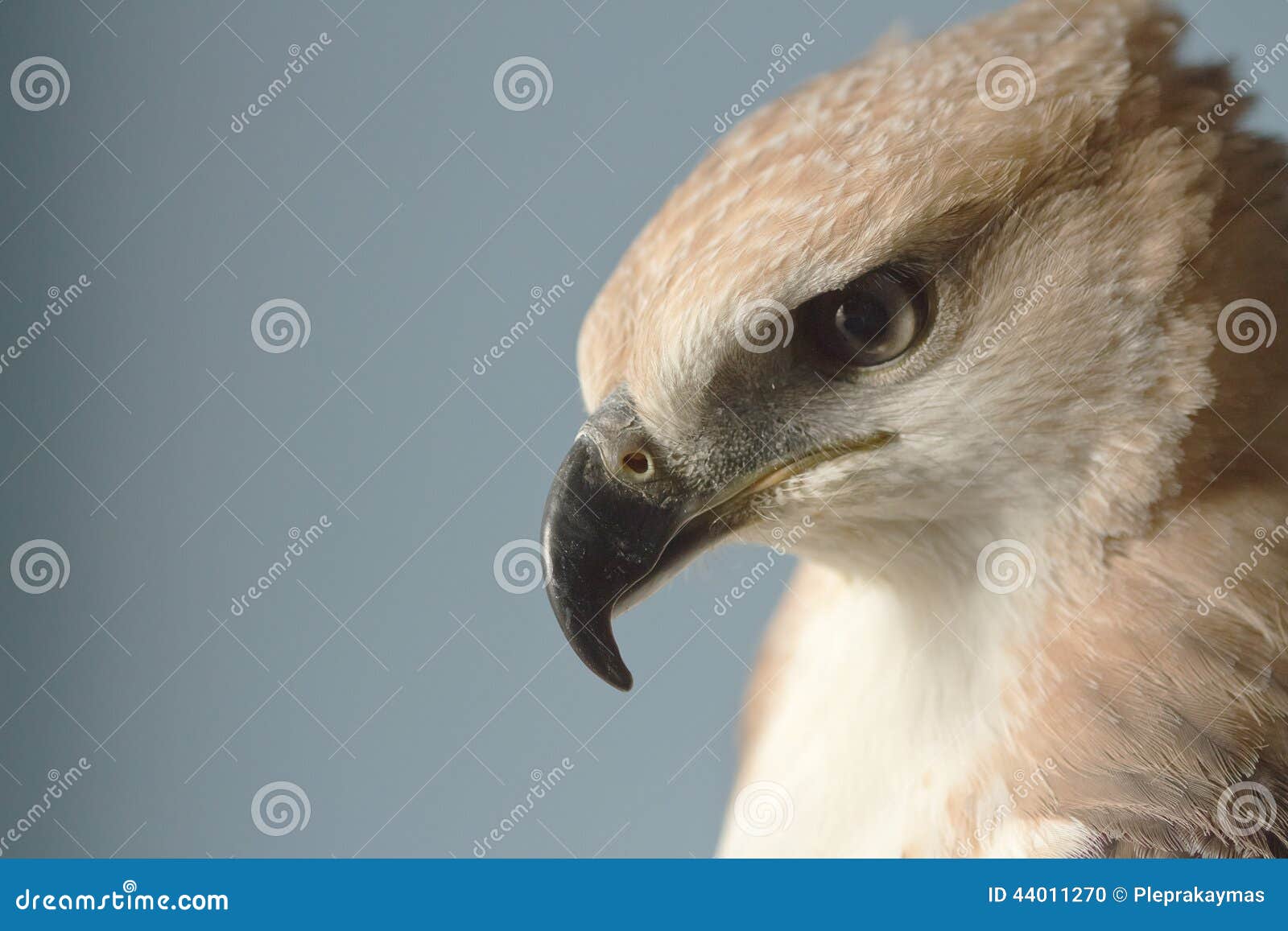 Beauty Hawk on Falconer S Hand Stock Photo - Image of vibrant, prey ...