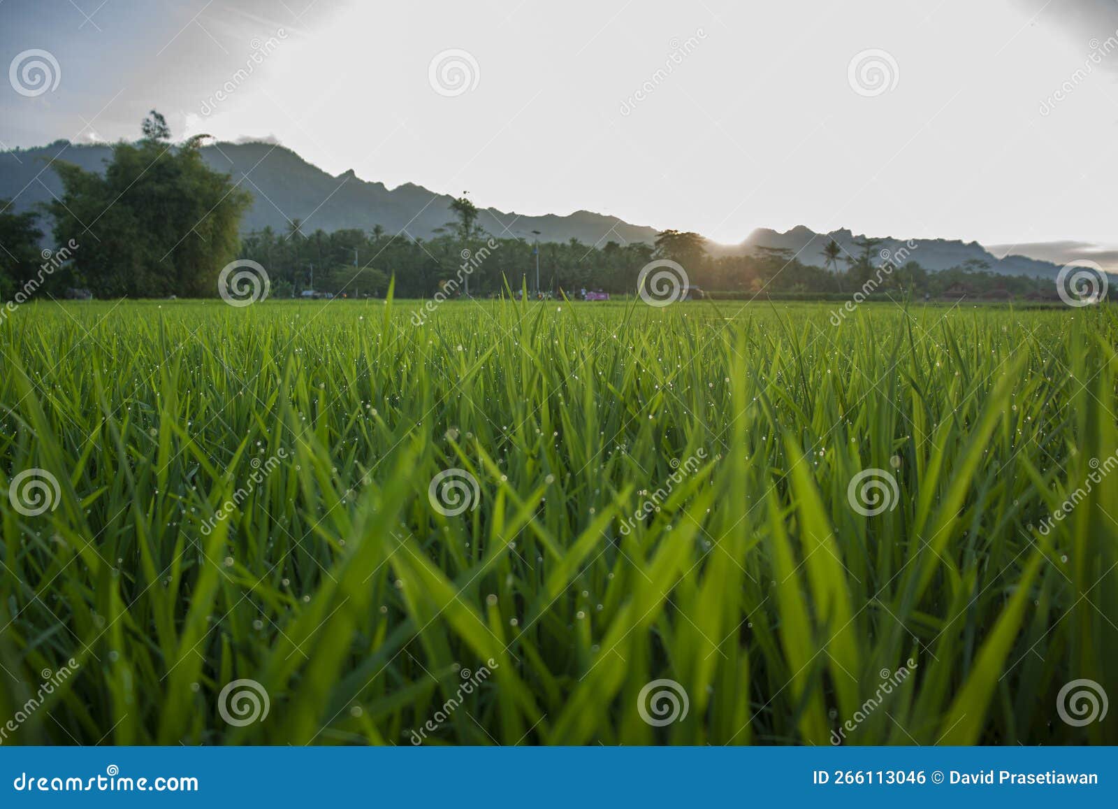 Rice Fields and Menoreh Hills Stock Photo - Image of rice, farm: 266113046