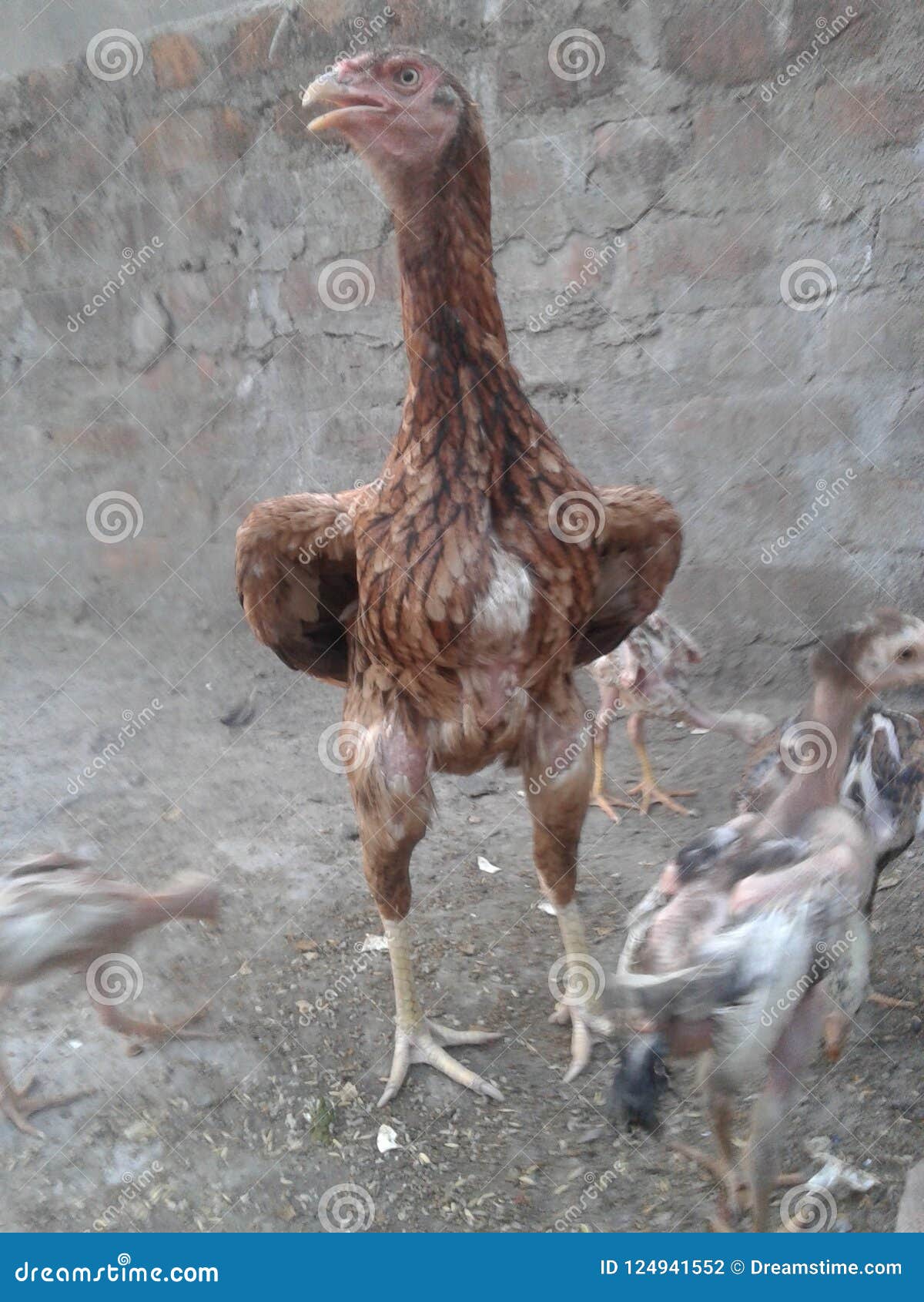 Beauty of indian asil hen stock photo. Image of dangerous - 124941552