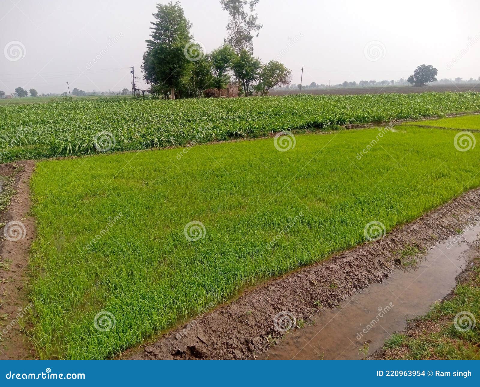 The Beauty of Indian Beautiful Rice Farming Stock Photo - Image of ...