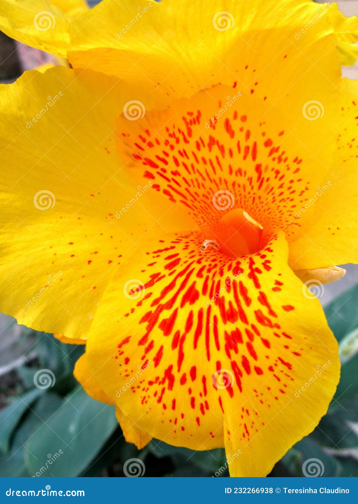 Indian Cane, Also Known As Achira, Is A Species Of Plant In The ...