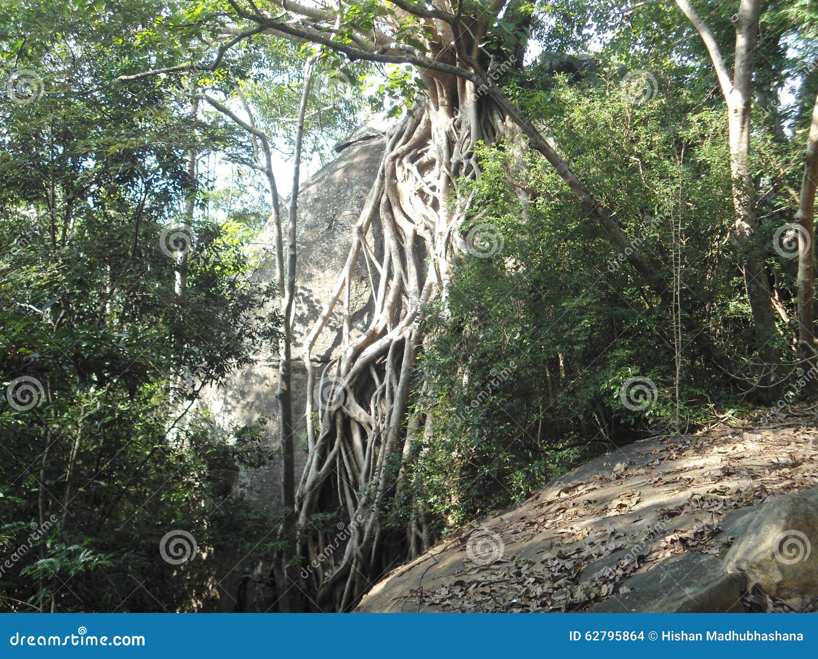 Beauty inside a forest stock photo. Image of huge, tree - 62795864