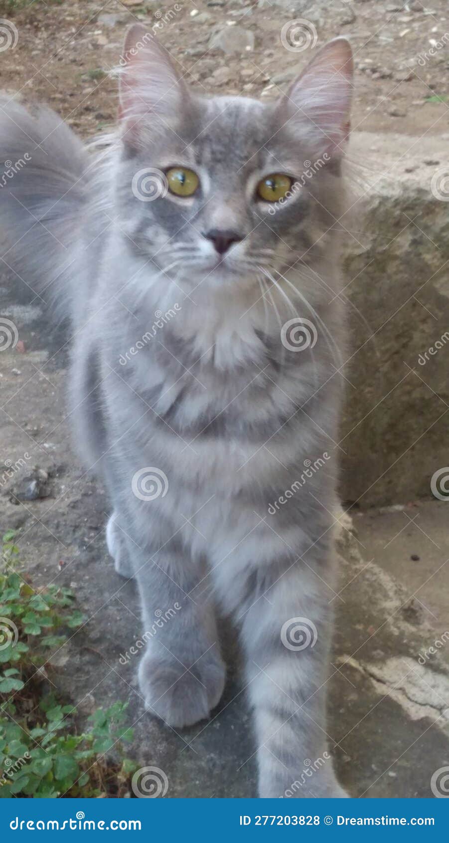 Beauty kitty stock photo. Image of kitty, furry, grey - 277203828