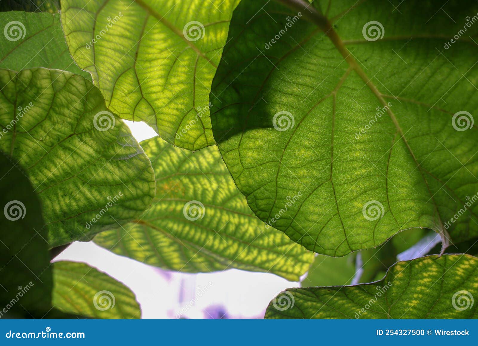 The Beauty of Kiwi Tree Leaves Stock Photo - Image of tree, tropical ...