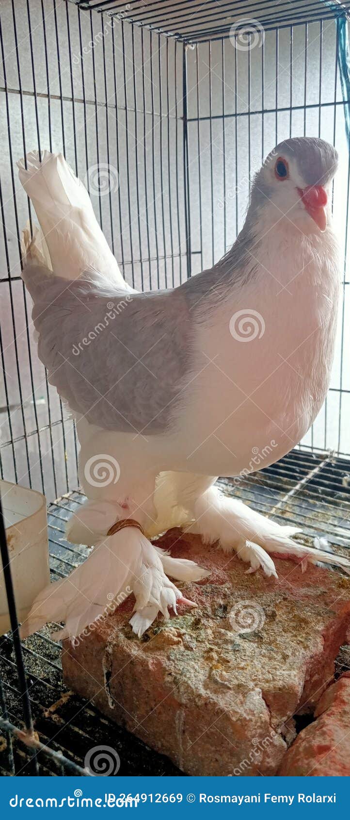 The Beauty of the Lahore Silver Dove Stock Image - Image of beak, bird ...