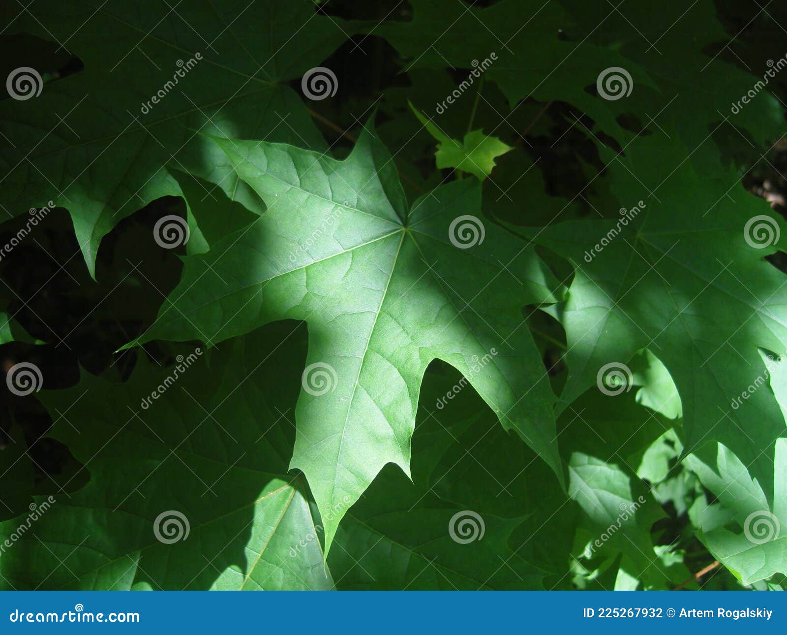 Beauty Leaf and Beautiful Nature Stock Photo - Image of flora, leaf ...