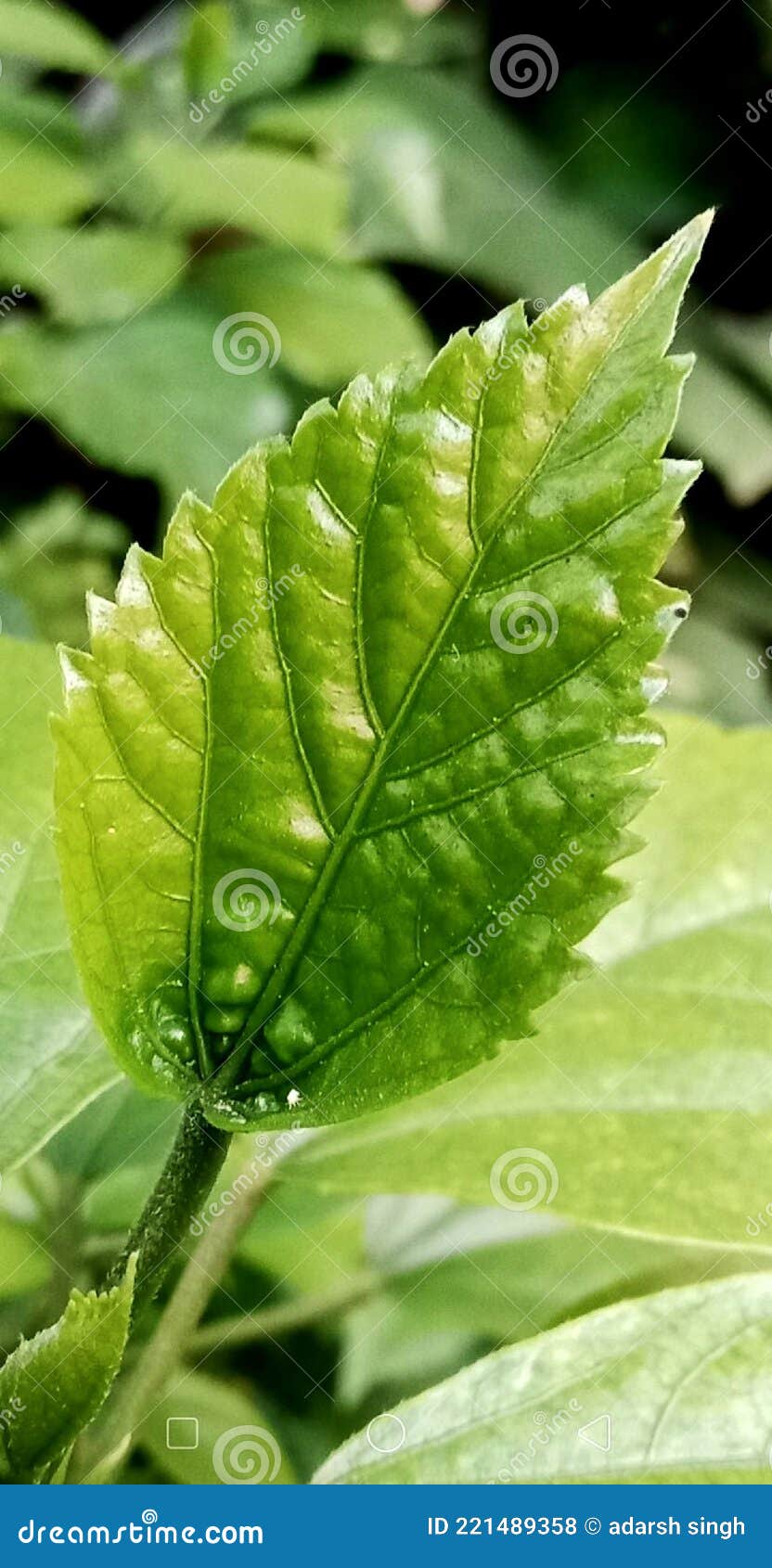 Beauty of leaf stock photo. Image of tree, beauty, shrub - 221489358