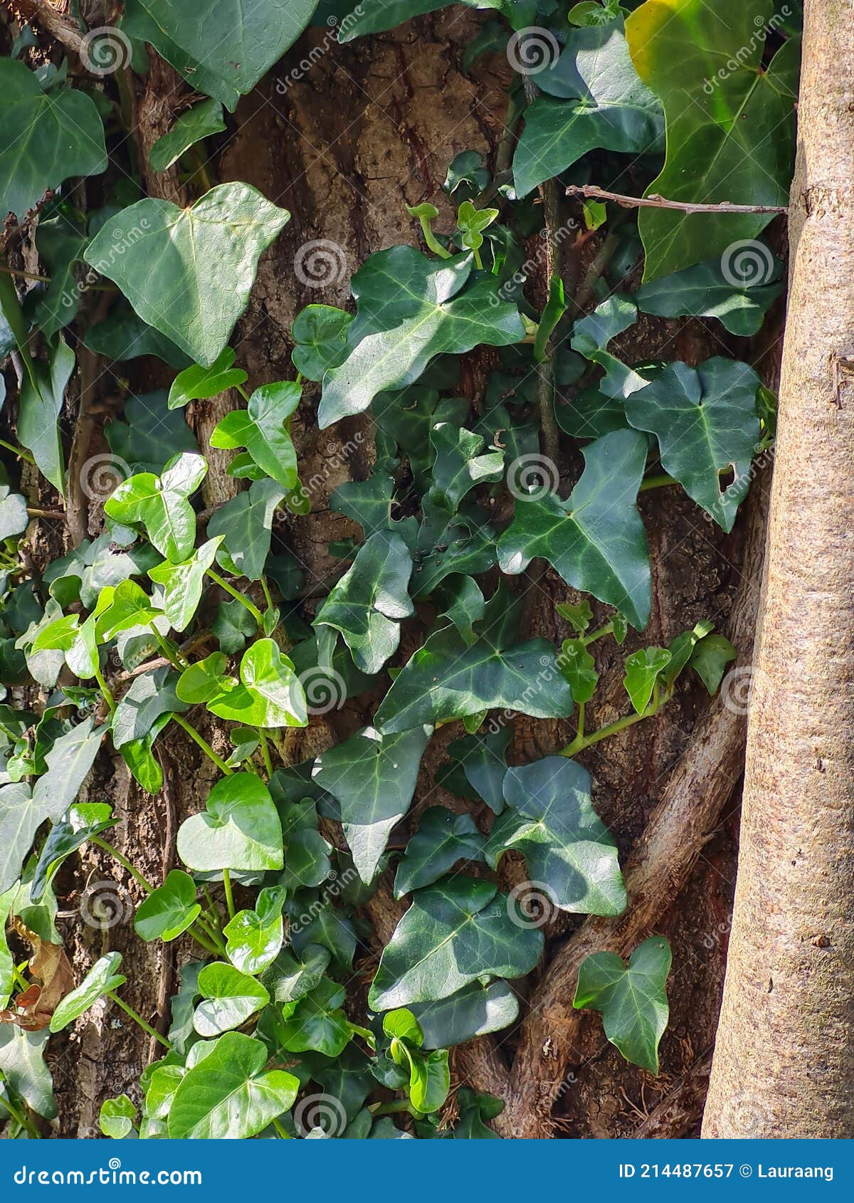 Beauty leaf in tree stock image. Image of plant, jungle - 214487657
