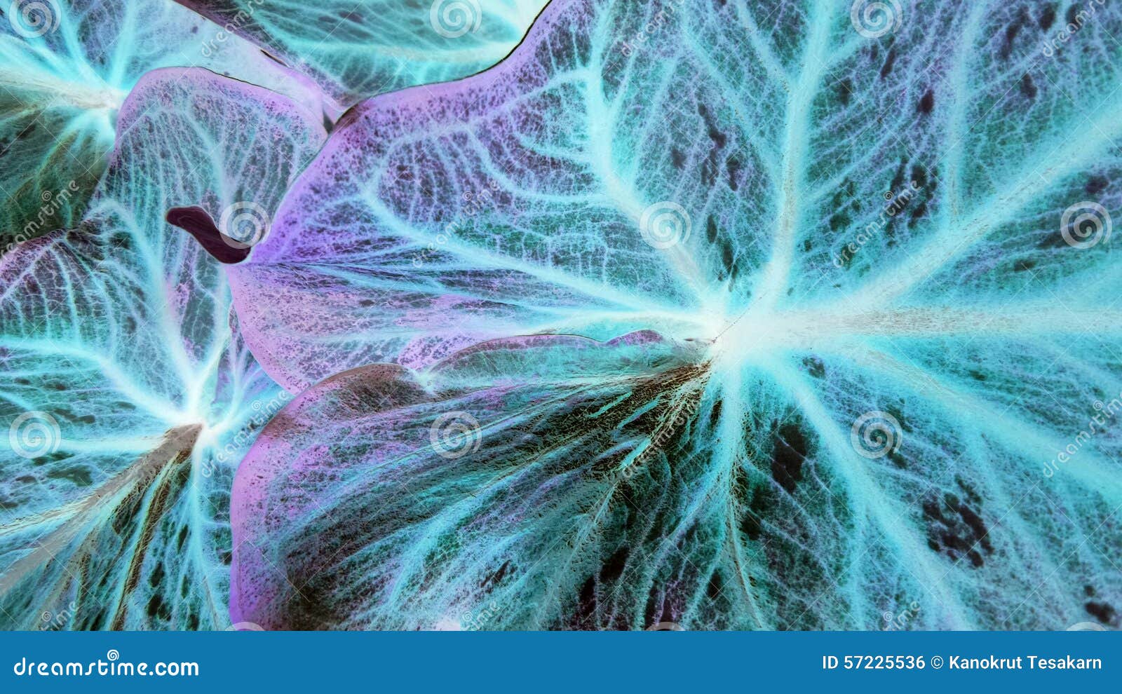 Beauty of leaves fiber stock photo. Image of plant, fiber - 57225536