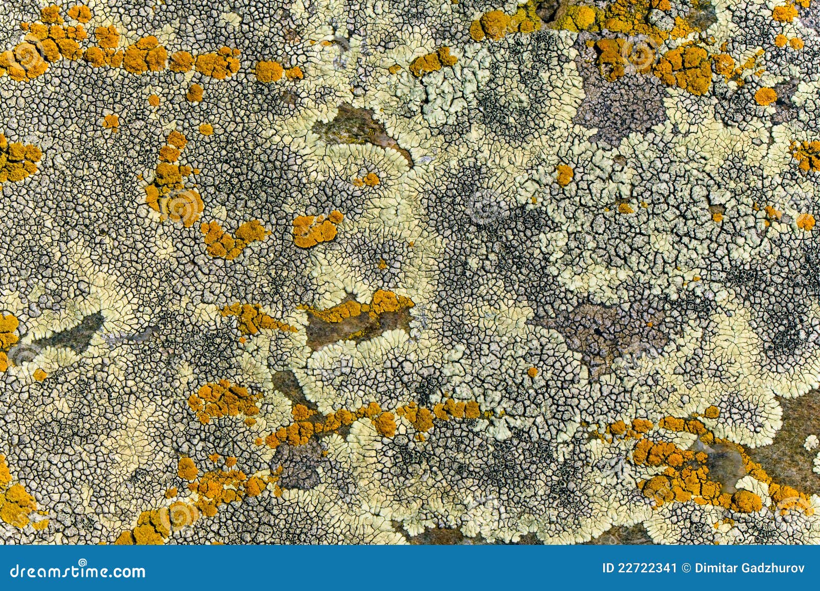 The beauty of lichens stock image. Image of macro, rock - 22722341