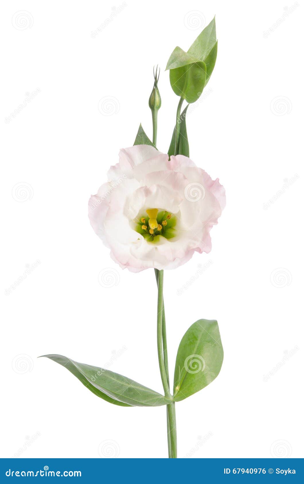 Beauty Light Pink Flower. Eustoma Stock Photo - Image of leaf, head ...