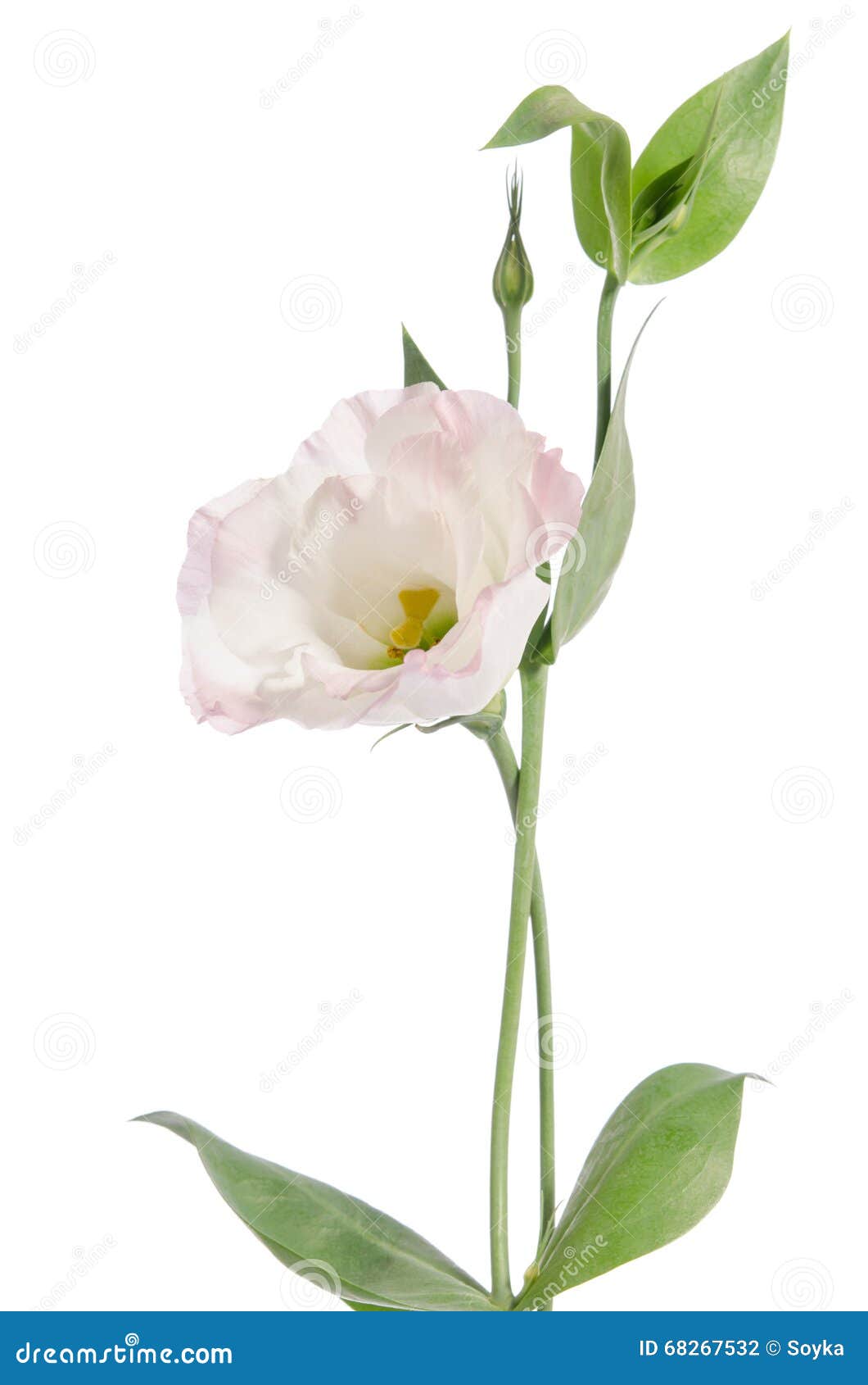 Beauty Light Pink Flower. Eustoma Stock Photo - Image of nature, open ...