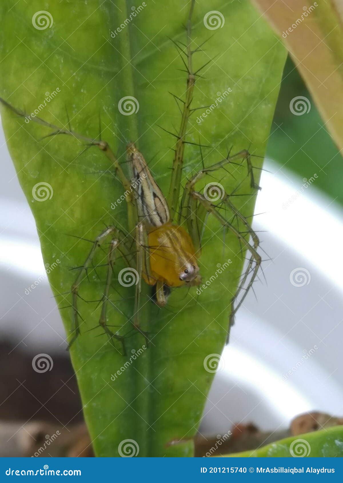 Beauty Little Golden Yellow Head Spider 1 Stock Photo - Image of beauty ...