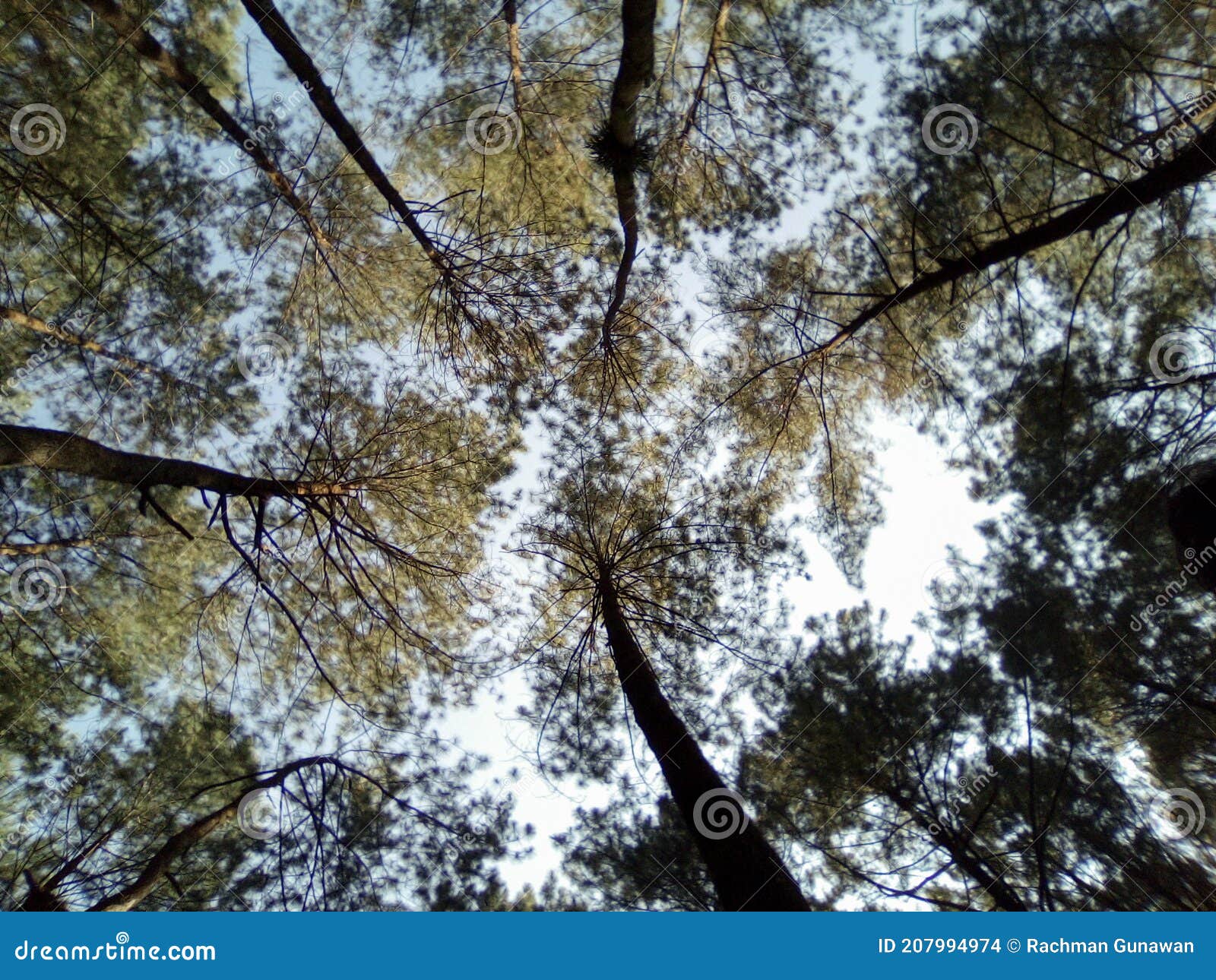 Pine Tree in Tropical Forest. Stock Photo - Image of middle, nature ...