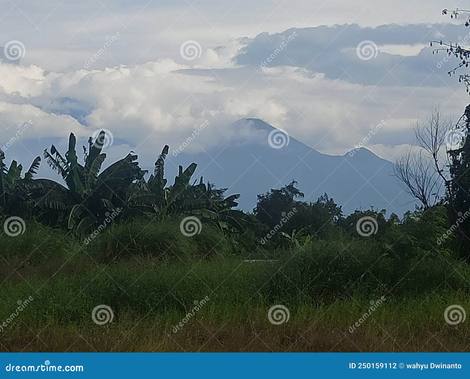 The beauty of mount arjuno stock photo. Image of wilderness - 250159112